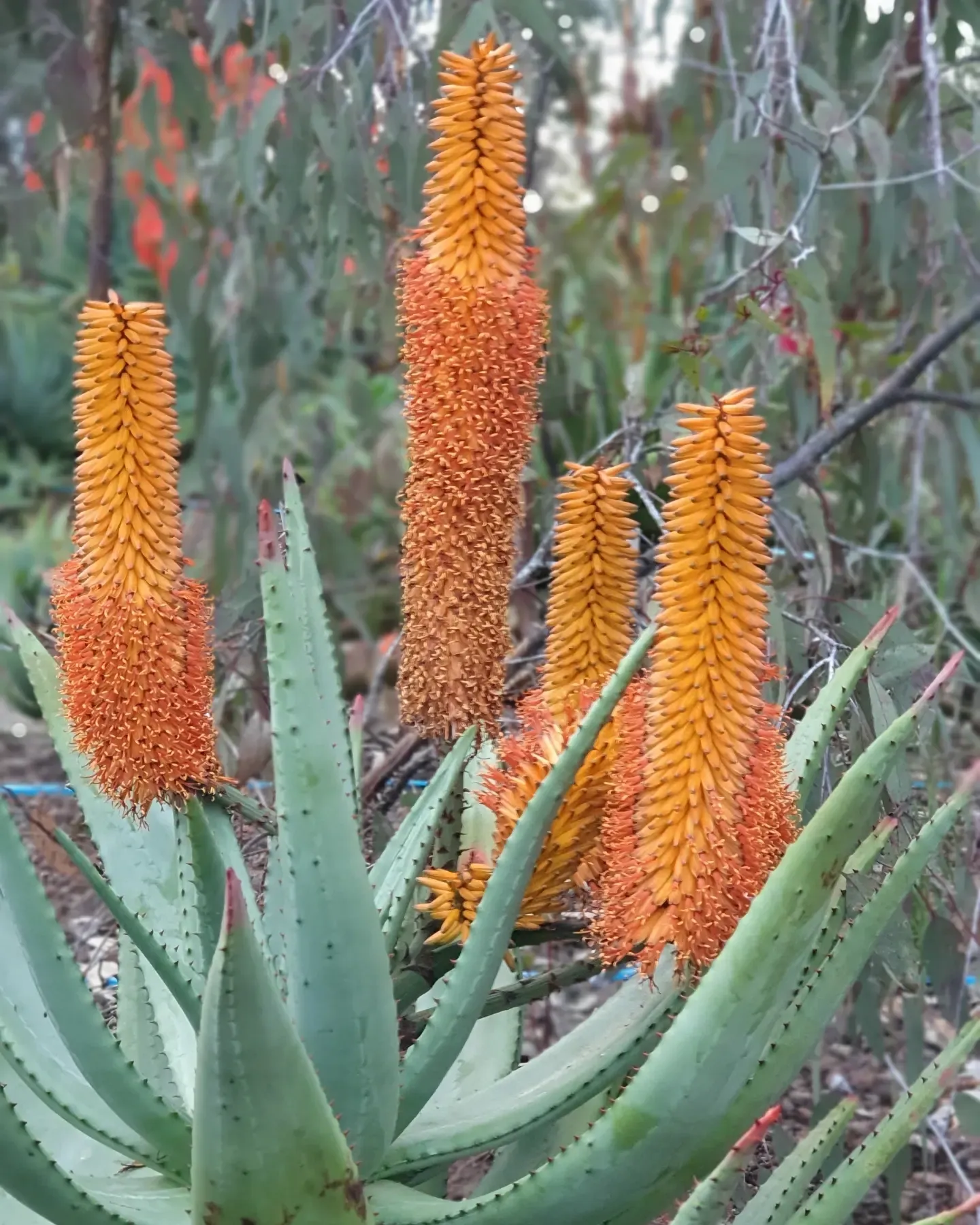 Plant FAQs: Aloe Ferox - Cape Aloe