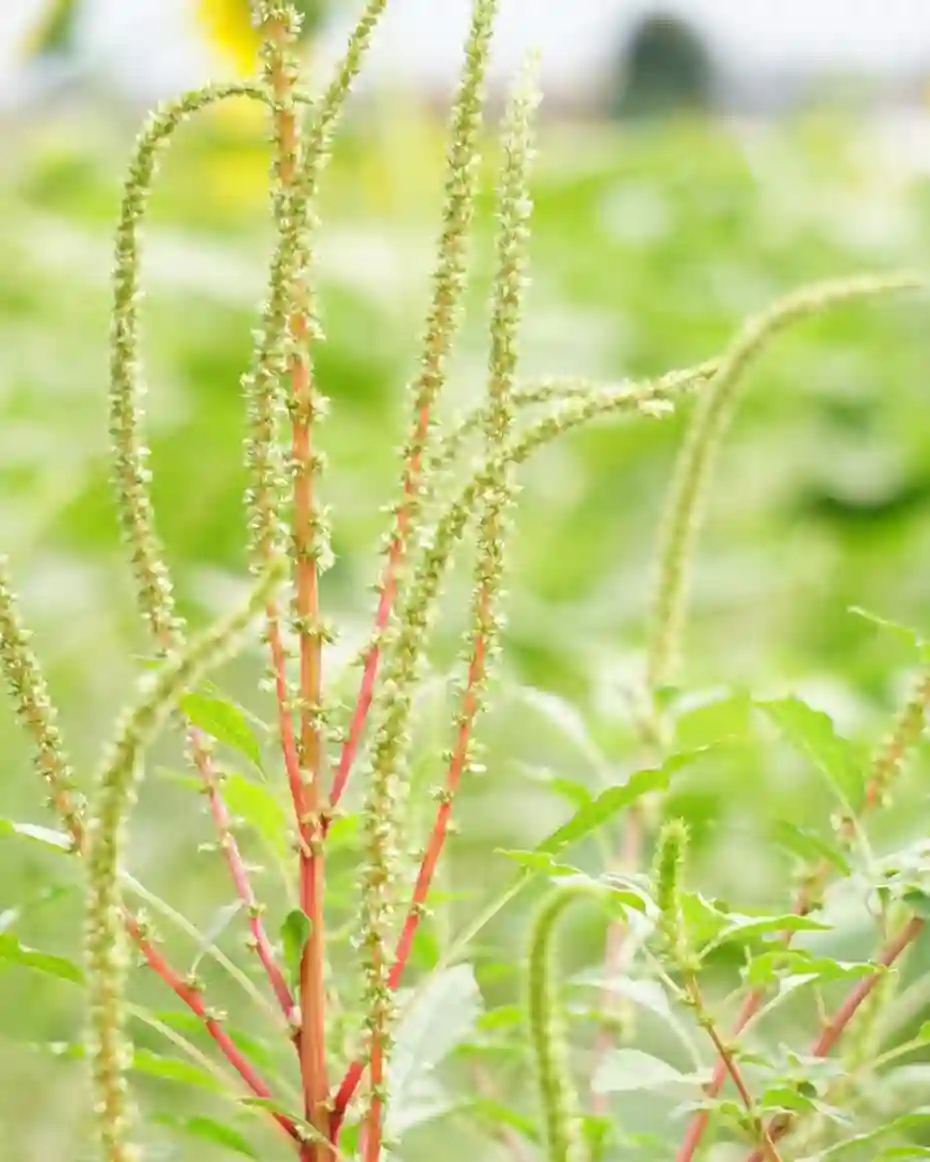 Plant FAQs: Amaranthus Palmeri