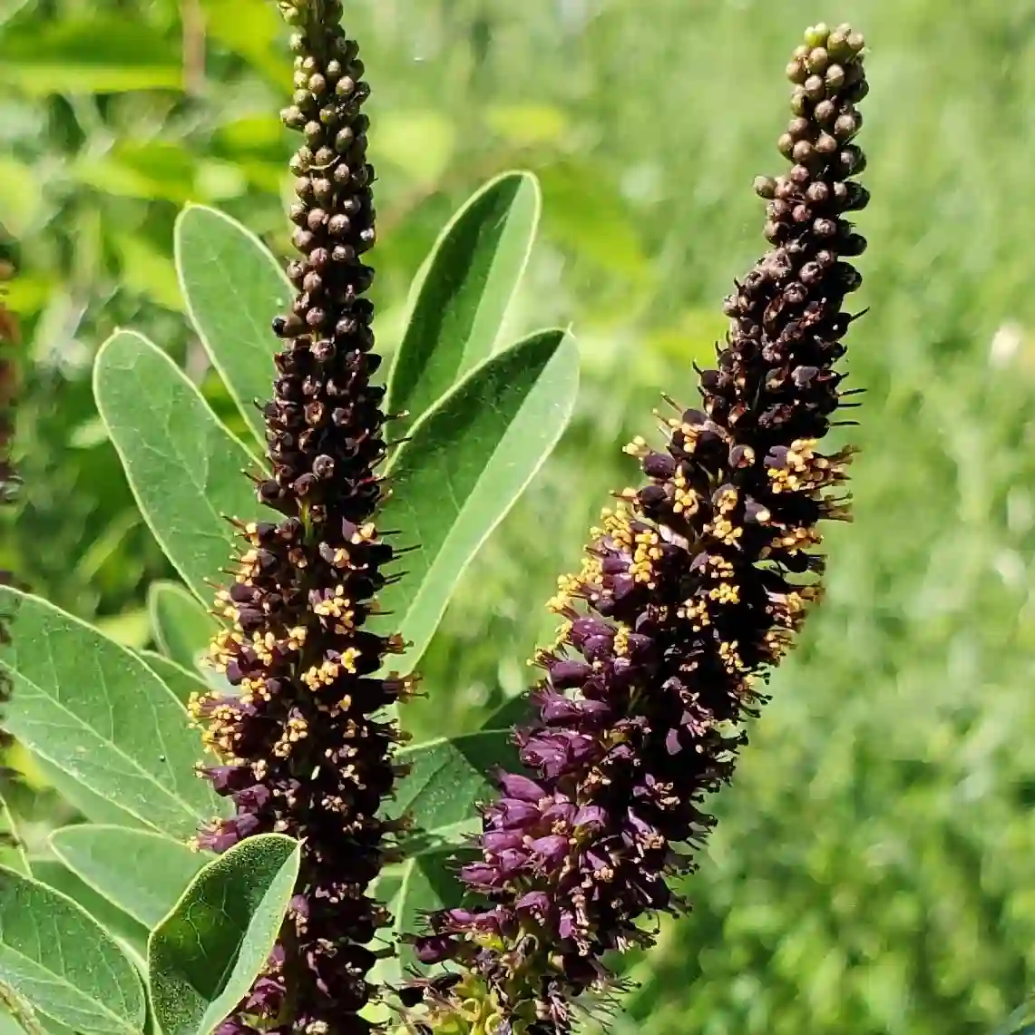 Plant FAQs: Amorpha Fruticosa - False Indigo Bush