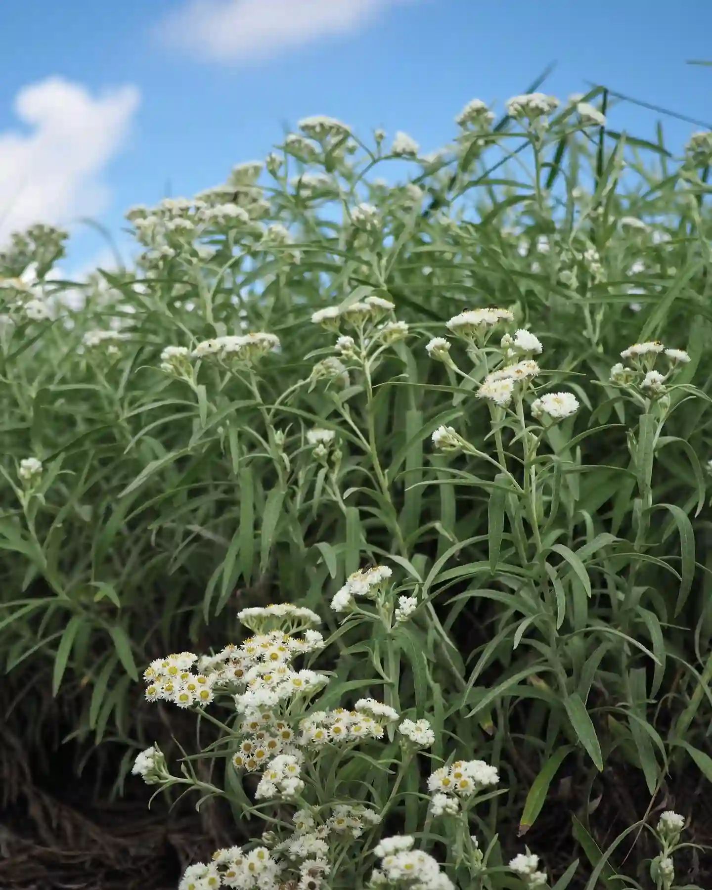 Plant FAQs: Anaphalis Margaritacea - Pearly Everlasting