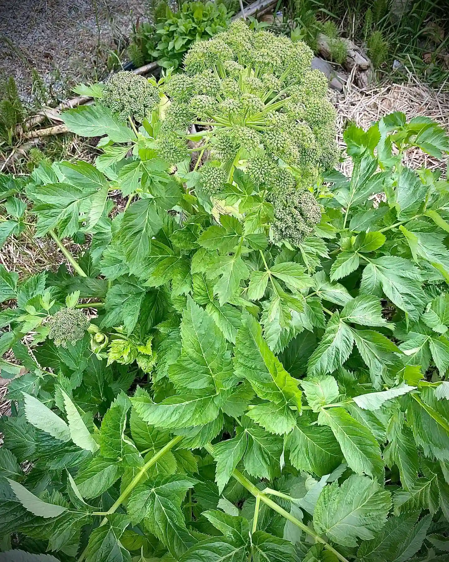 Plant FAQs: Angelica Sinensis - Dong Quai
