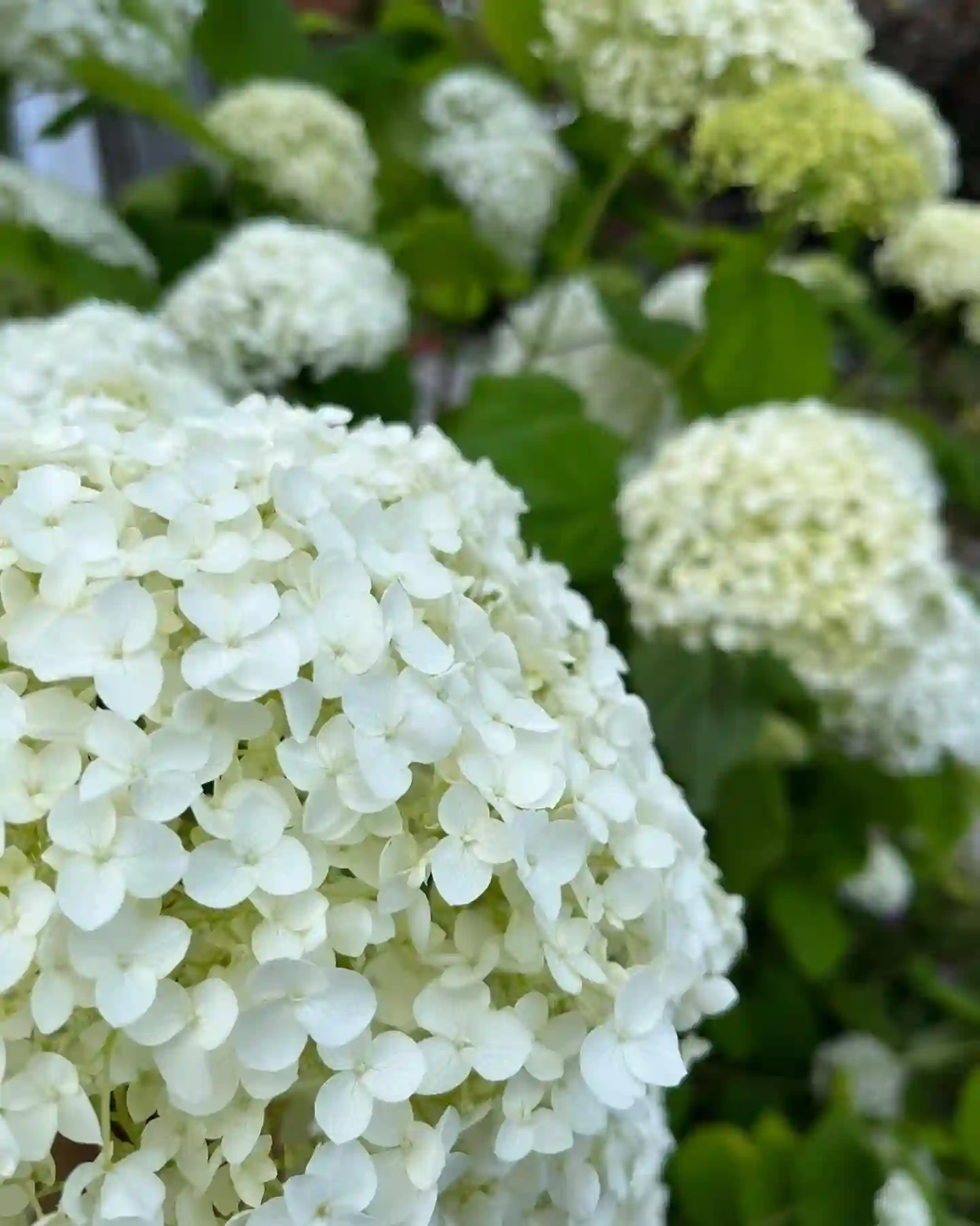 Plant FAQs: Annabelle Hydrangea