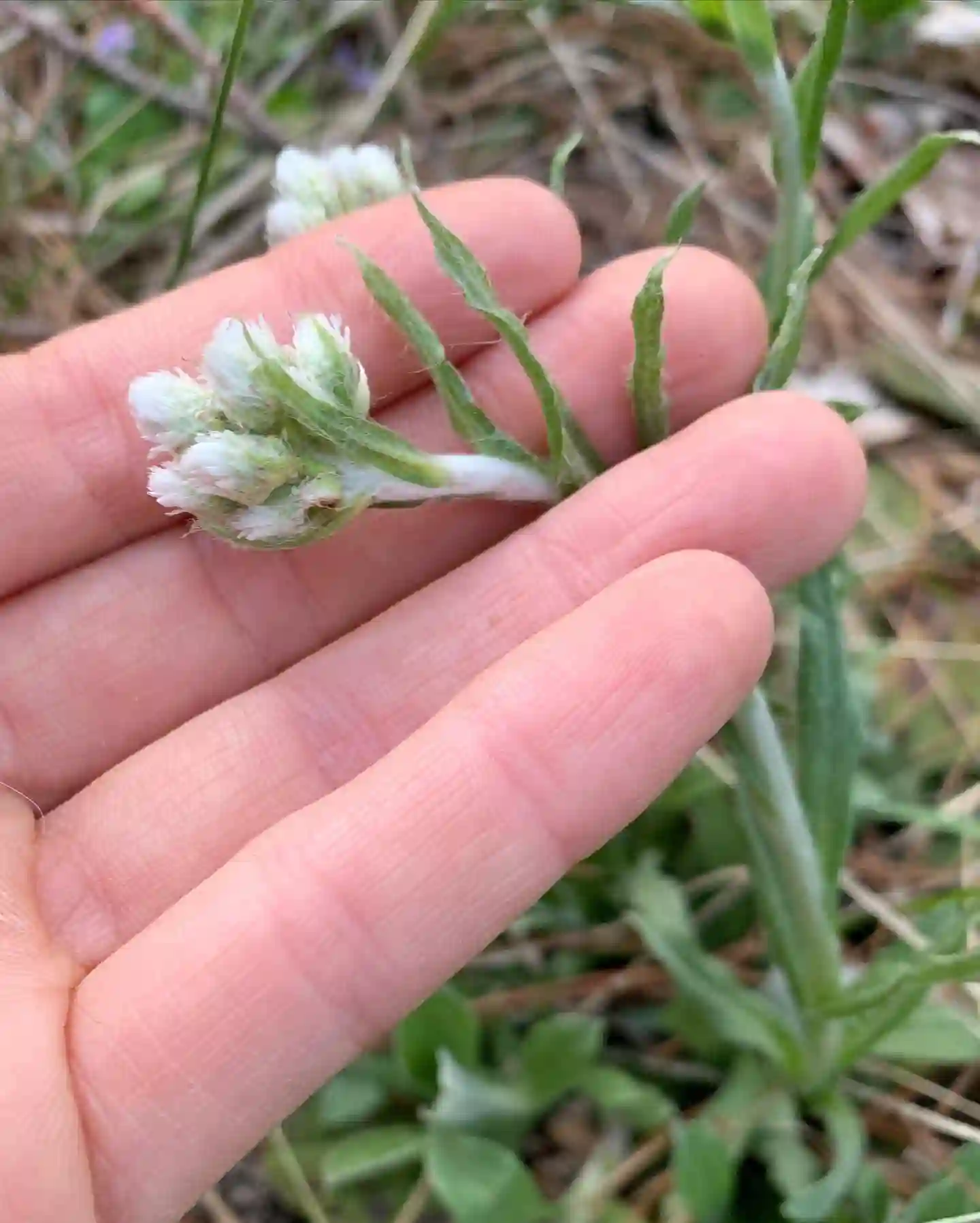Plant FAQs: Antennaria Parlinii