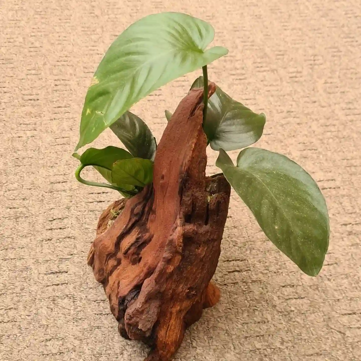 Plant FAQs: Anubias Barteri