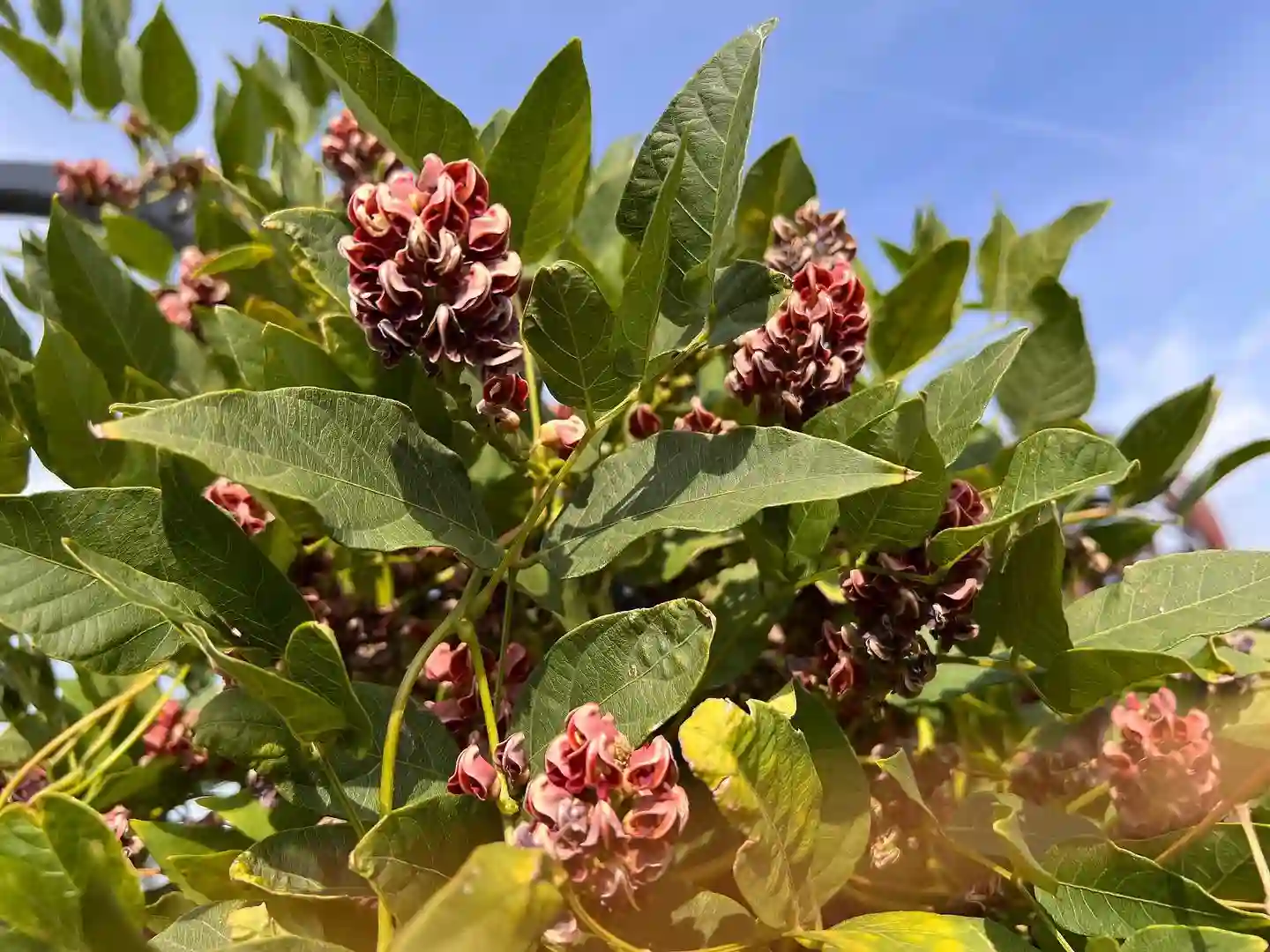 Plant FAQs: Apios Americana