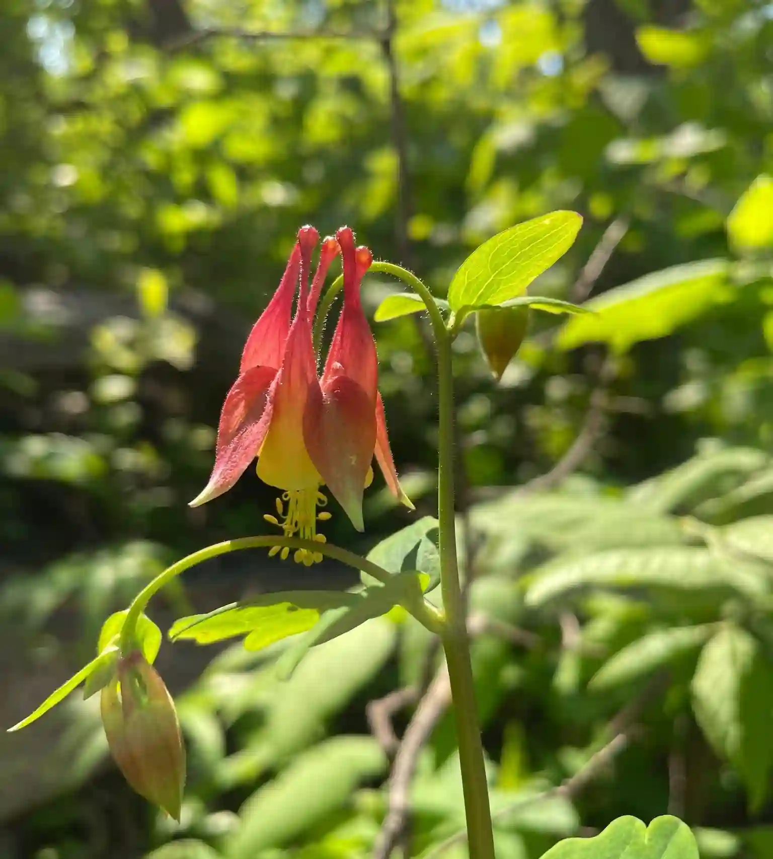 Plant FAQs: Aquilegia Canadensis