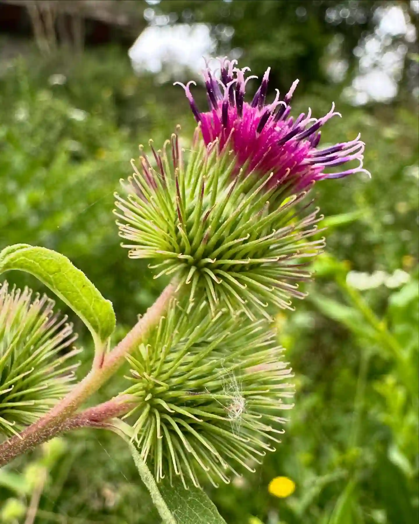 Plant FAQs: Arctium Minus - Lesser Burdock