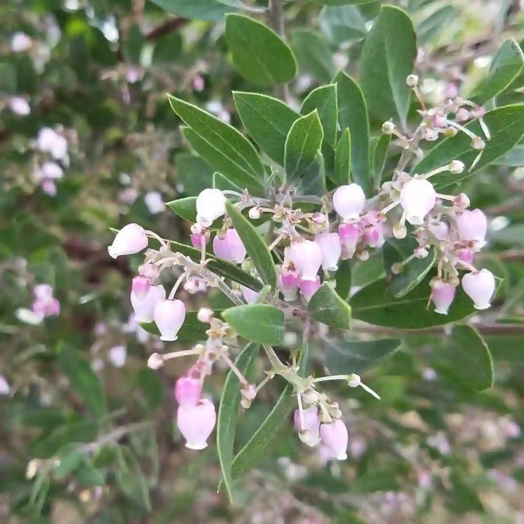Plant FAQs: Arctostaphylos Sentinel