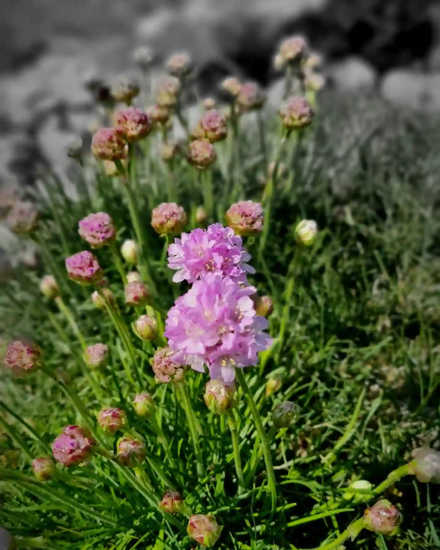 Plant FAQs: Armeria Maritima - Sea Thrift