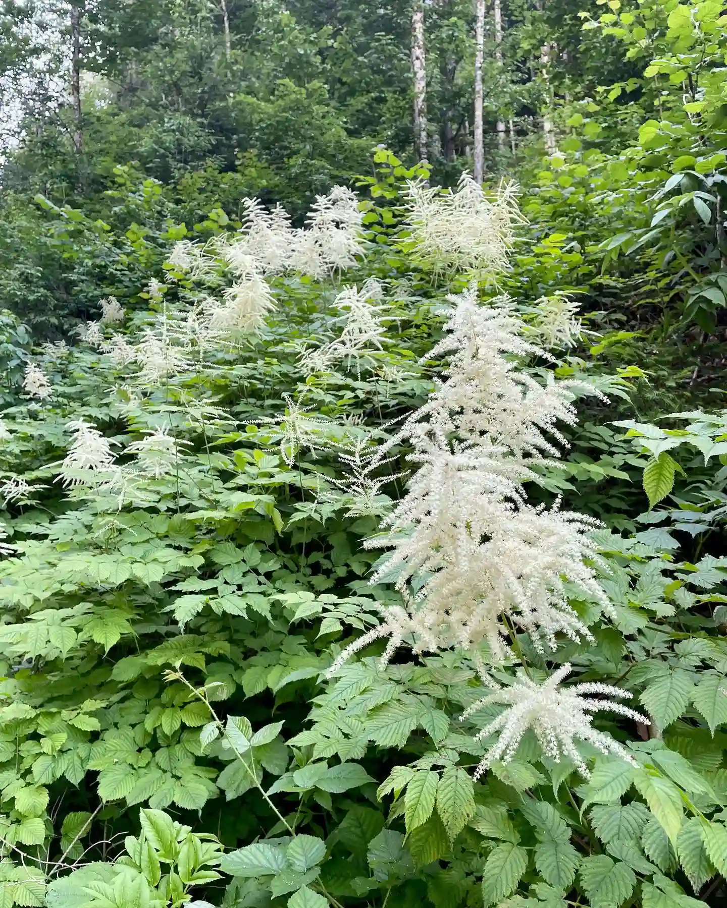 Plant FAQs: Aruncus Dioicus - Goat's Beard - Bride's Feathers