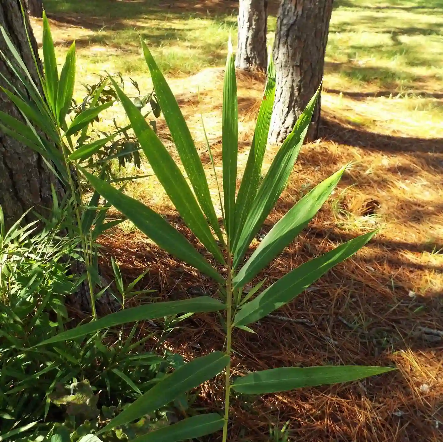 Plant FAQs: Arundinaria Gigantea - Giant Cane
