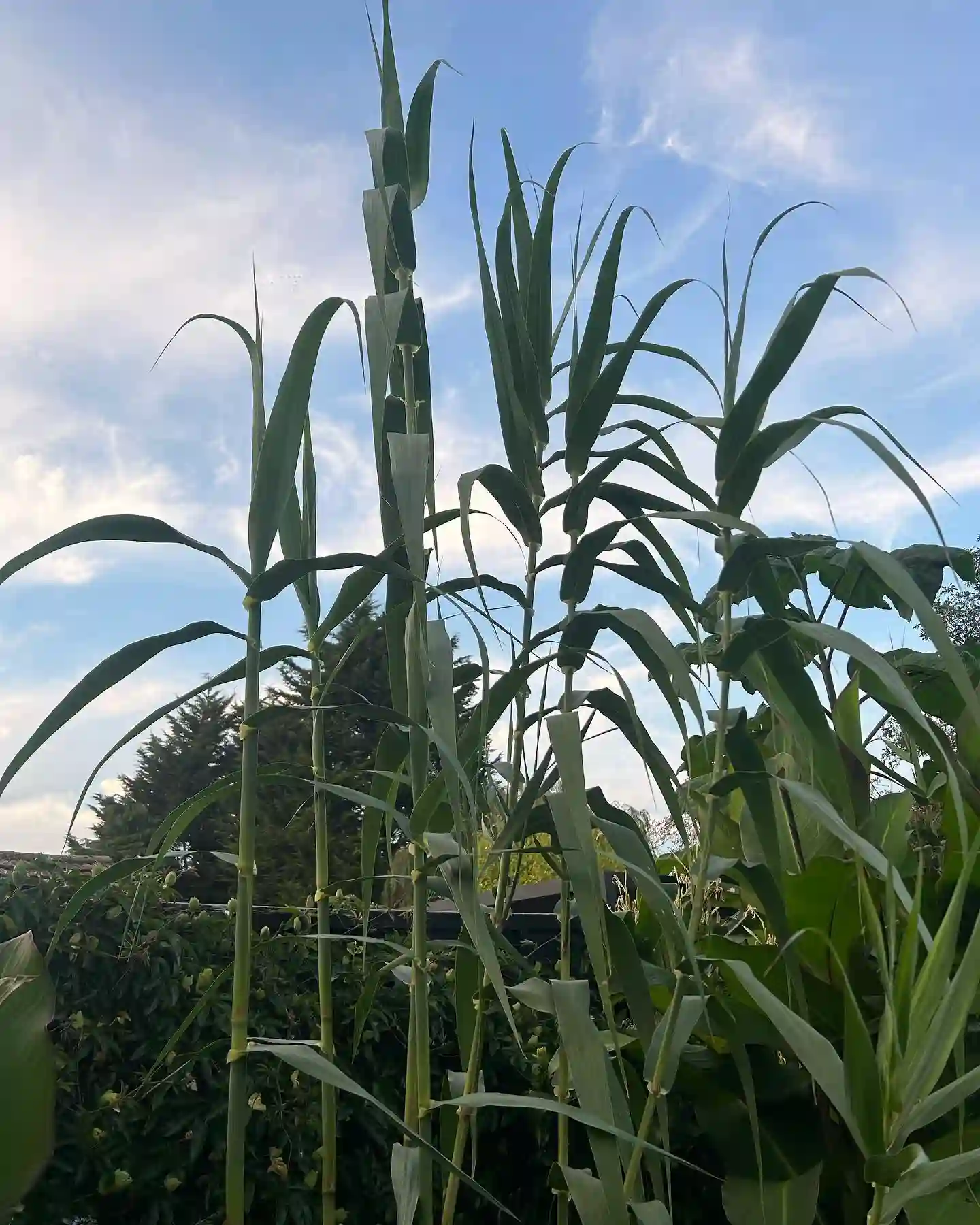 Plant FAQs: Arundo Donax - Giant Reed