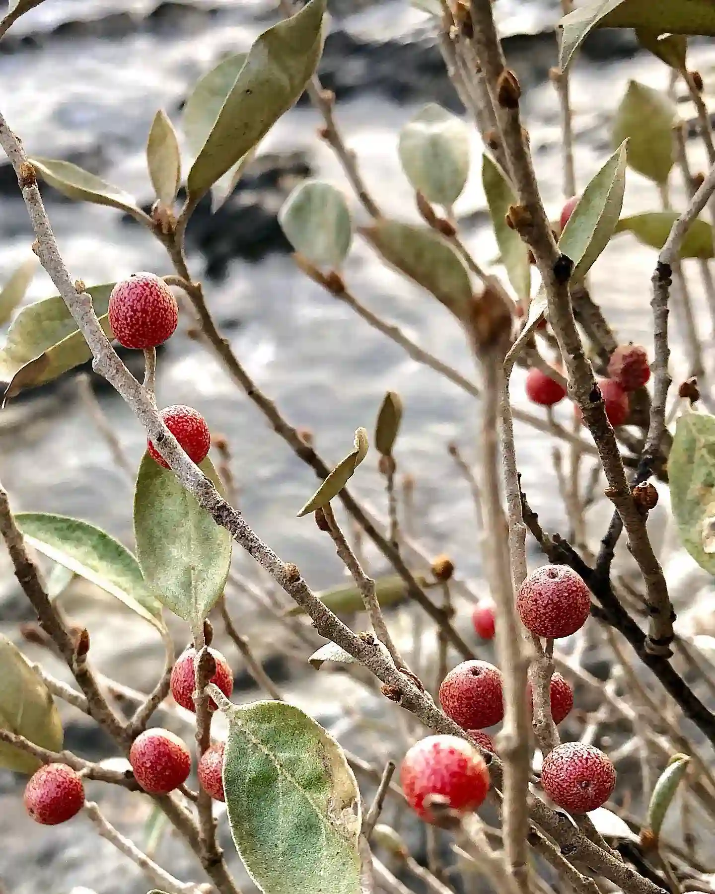 Plant FAQs: Autumn Olive - Elaeagnus Umbellata