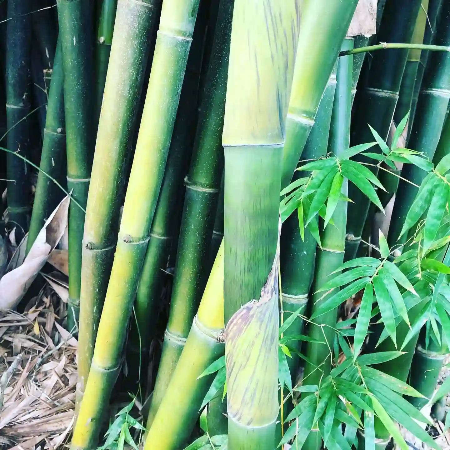 Plant FAQs: Bambusa Malingensis