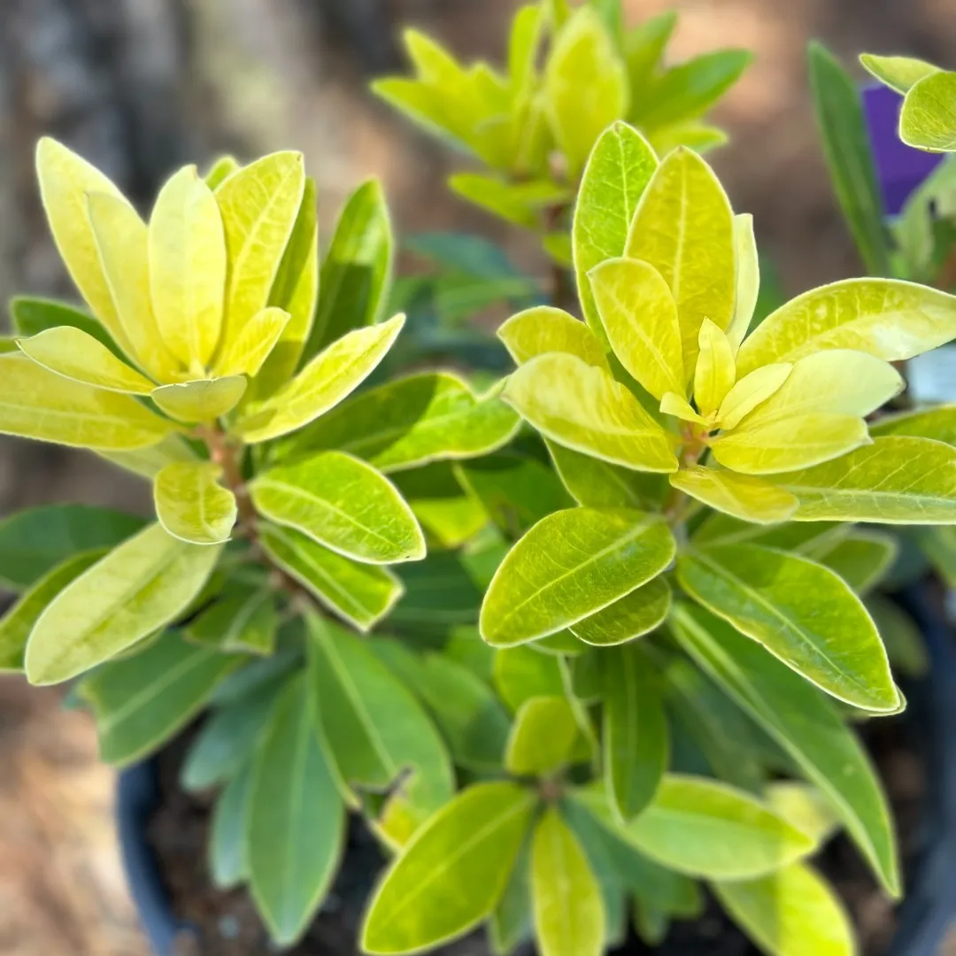 Plant FAQs: BananAppeal Illicium - Illicium Parviflorum BananAppeal