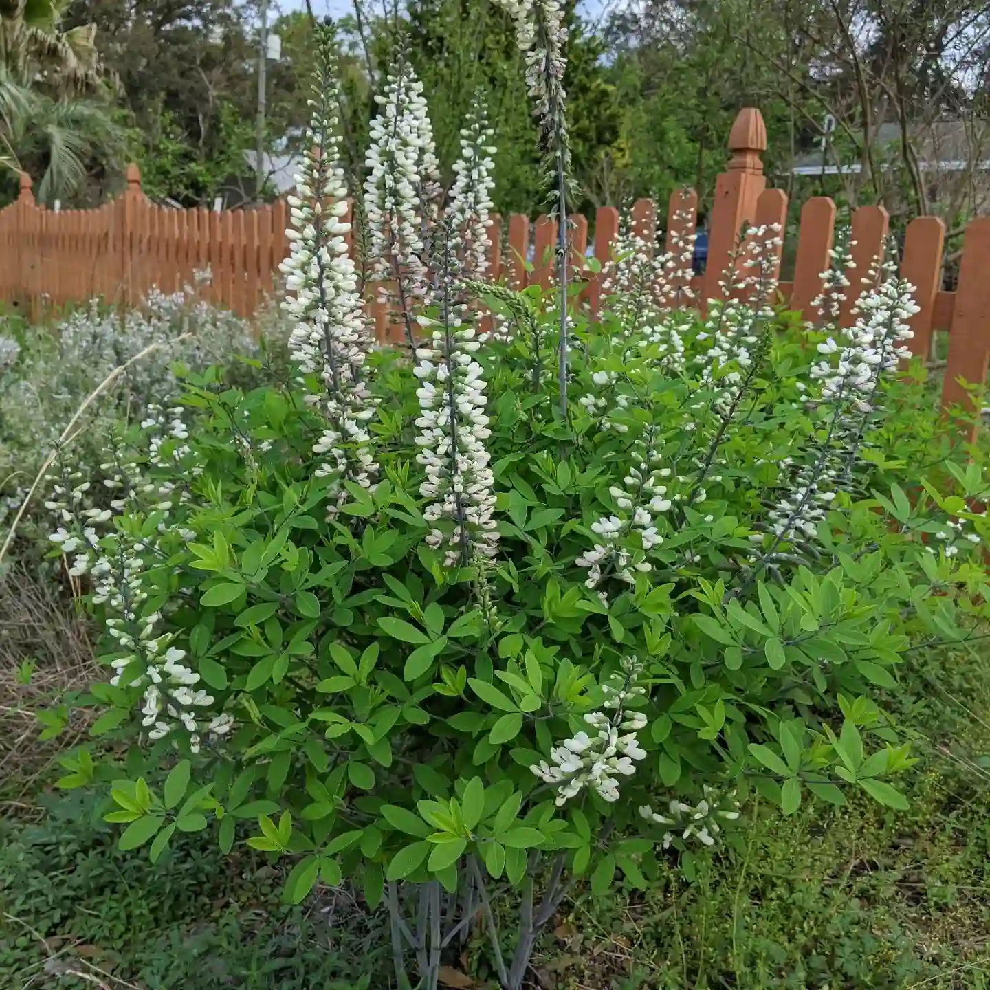 Plant FAQs: Baptisia Alba - White False Indigo