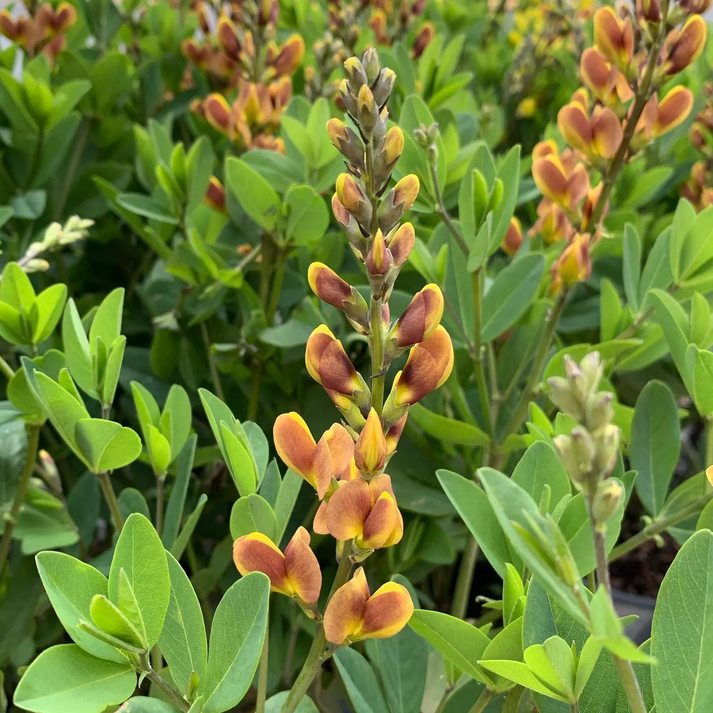 Plant FAQs: Baptisia Cherries Jubilee