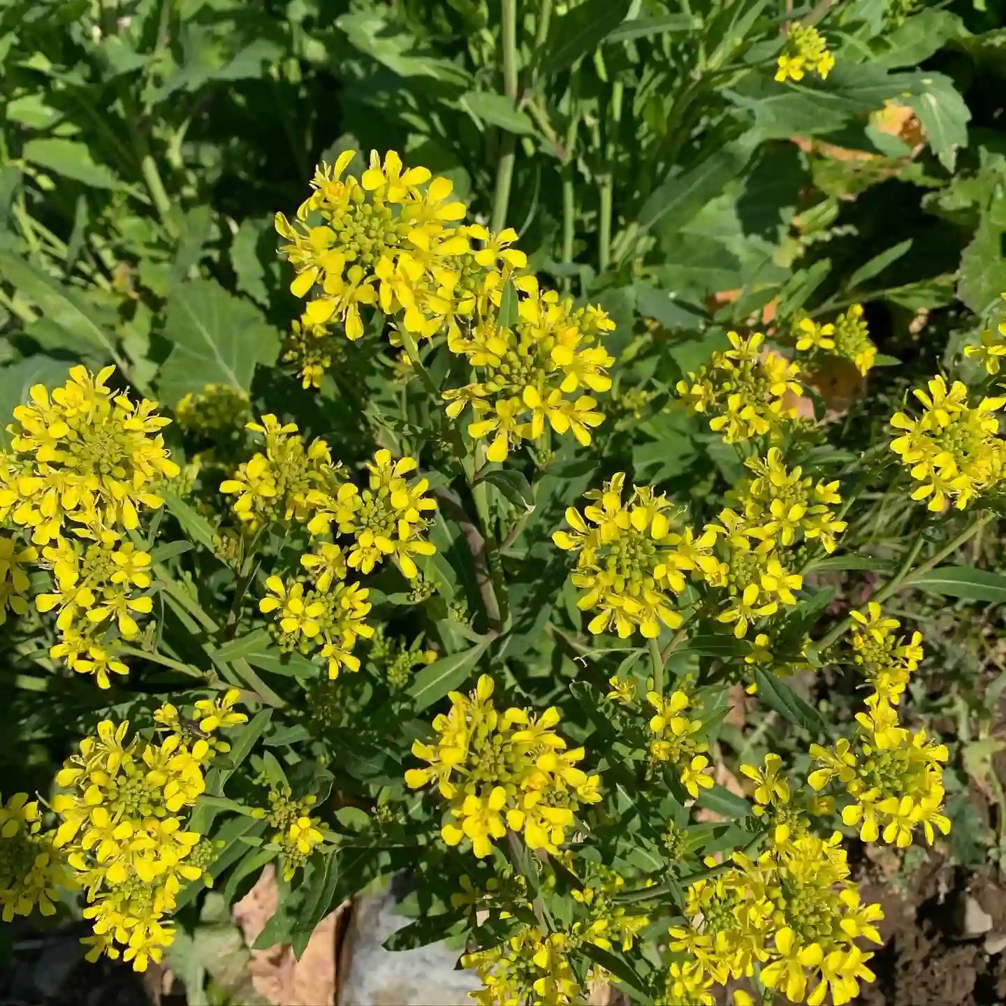 Plant FAQs: Barbarea Vulgaris - Yellow Rocketcress - Wintercress