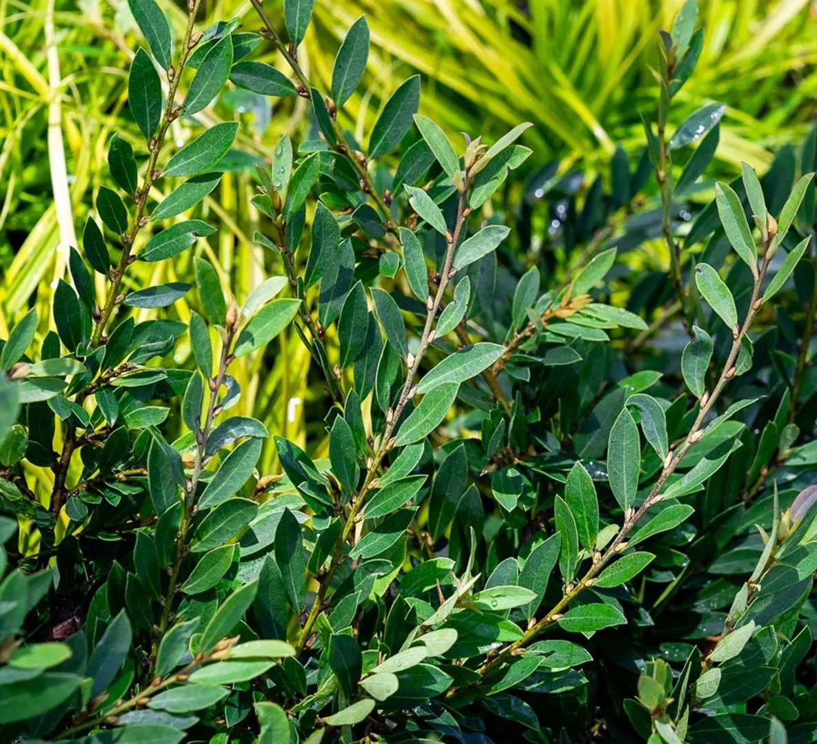 Plant FAQs: Bayou Bliss Distylium