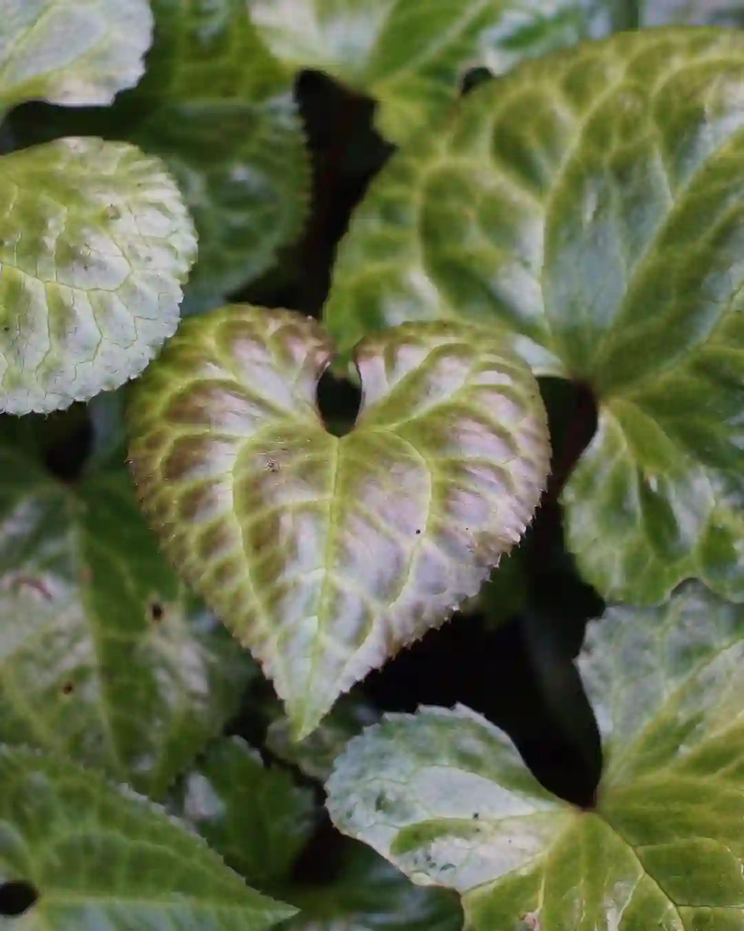 Plant FAQs: Beesia Deltophylla