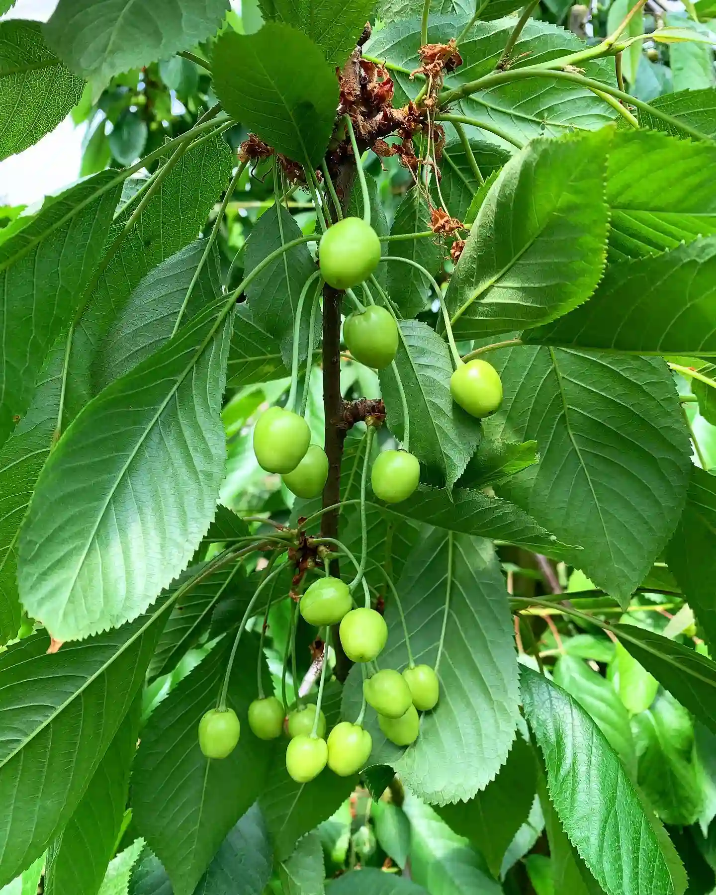 Plant FAQs: Bing Cherry - Prunus Avium