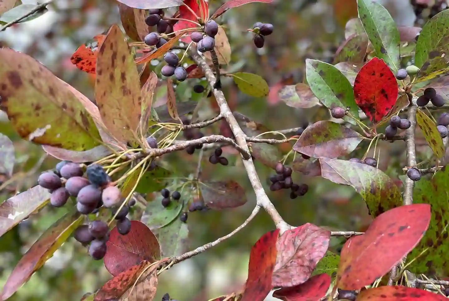 Plant FAQs: Black Gum Tree - Nyssa Sylvatica