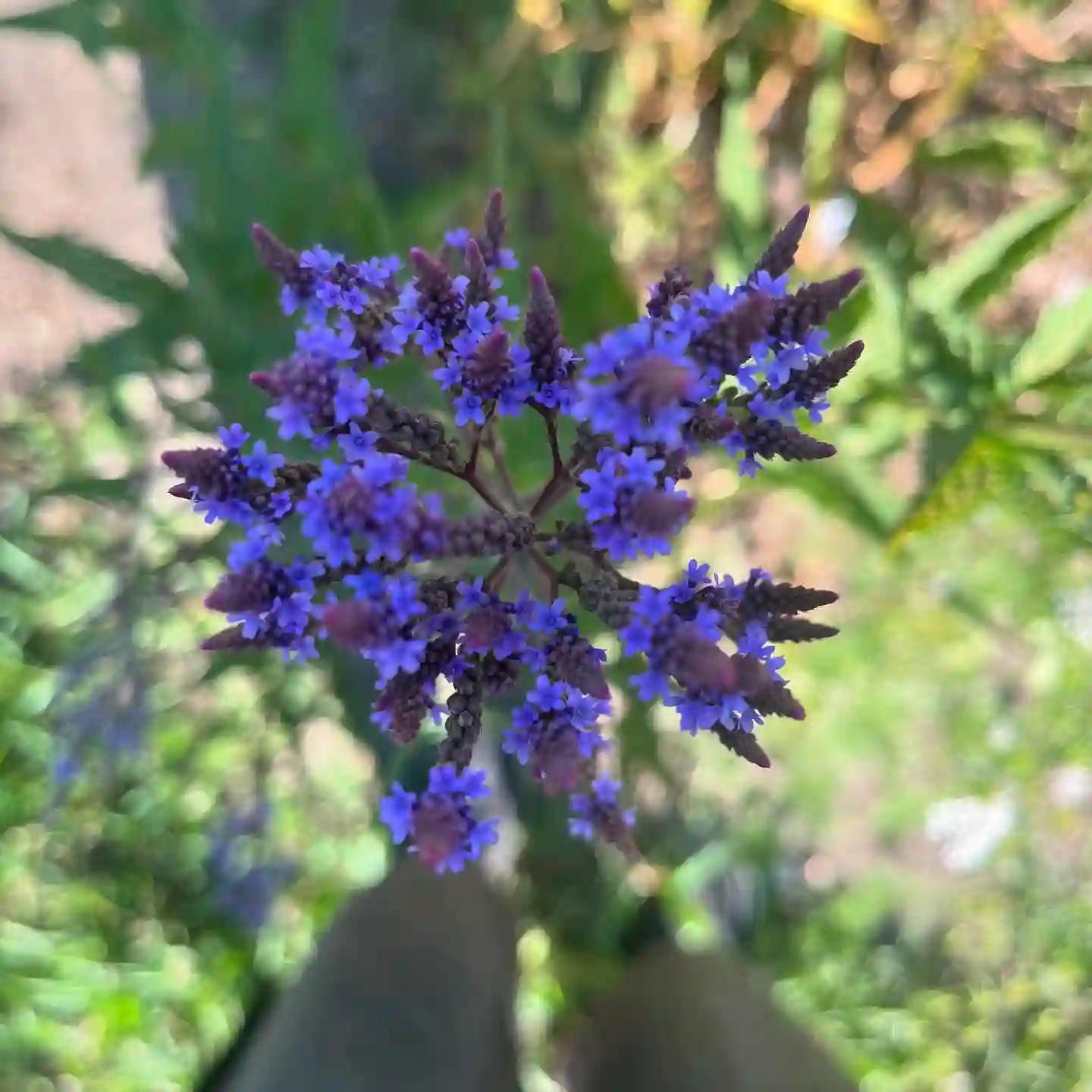 Plant FAQs: Blue Vervain - Verbena Hastata