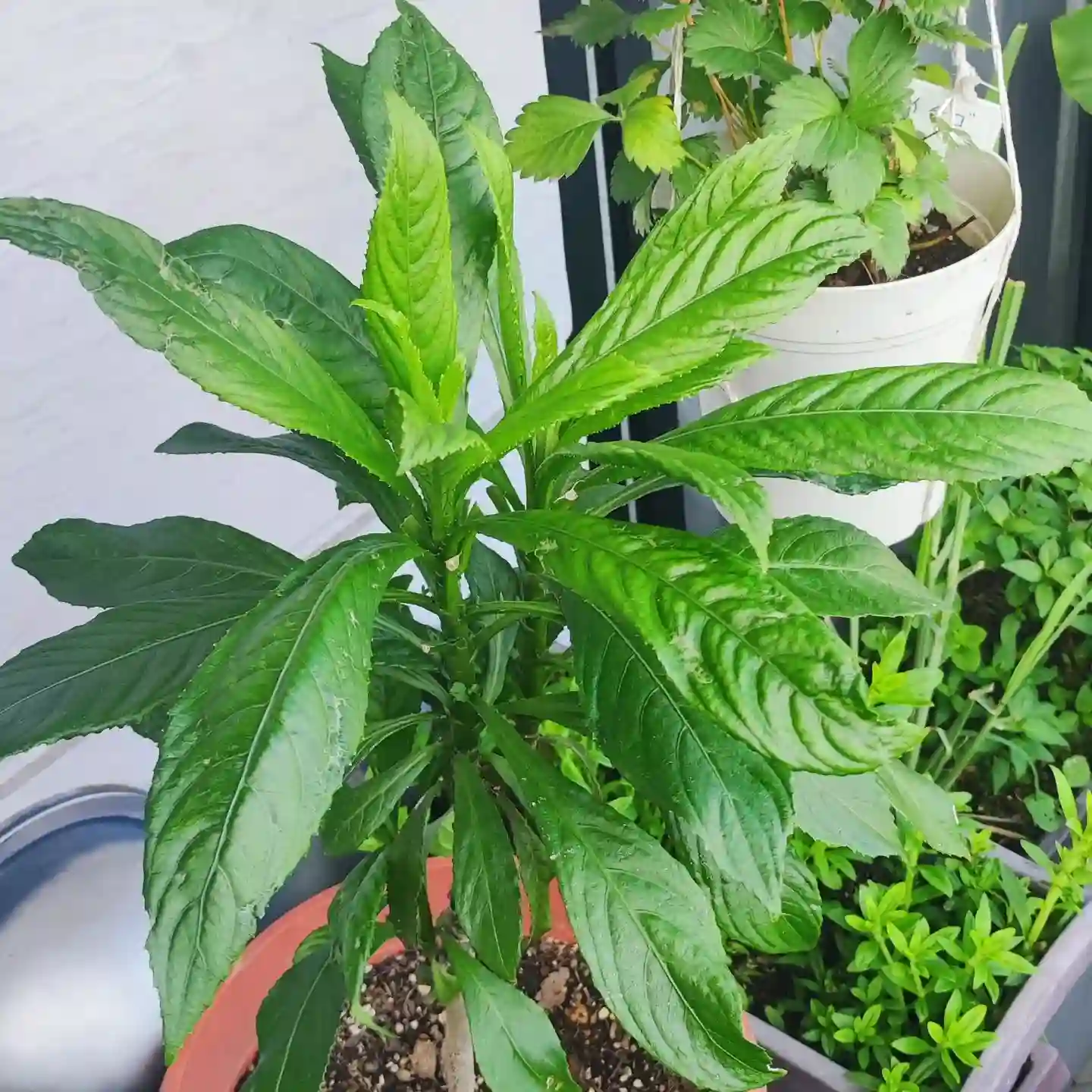 Plant FAQs: Blumea Lanceolaria