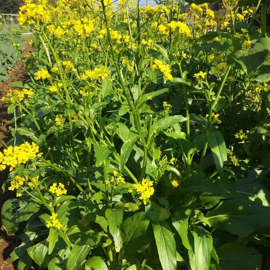 Plant FAQs: Brassica Rapa