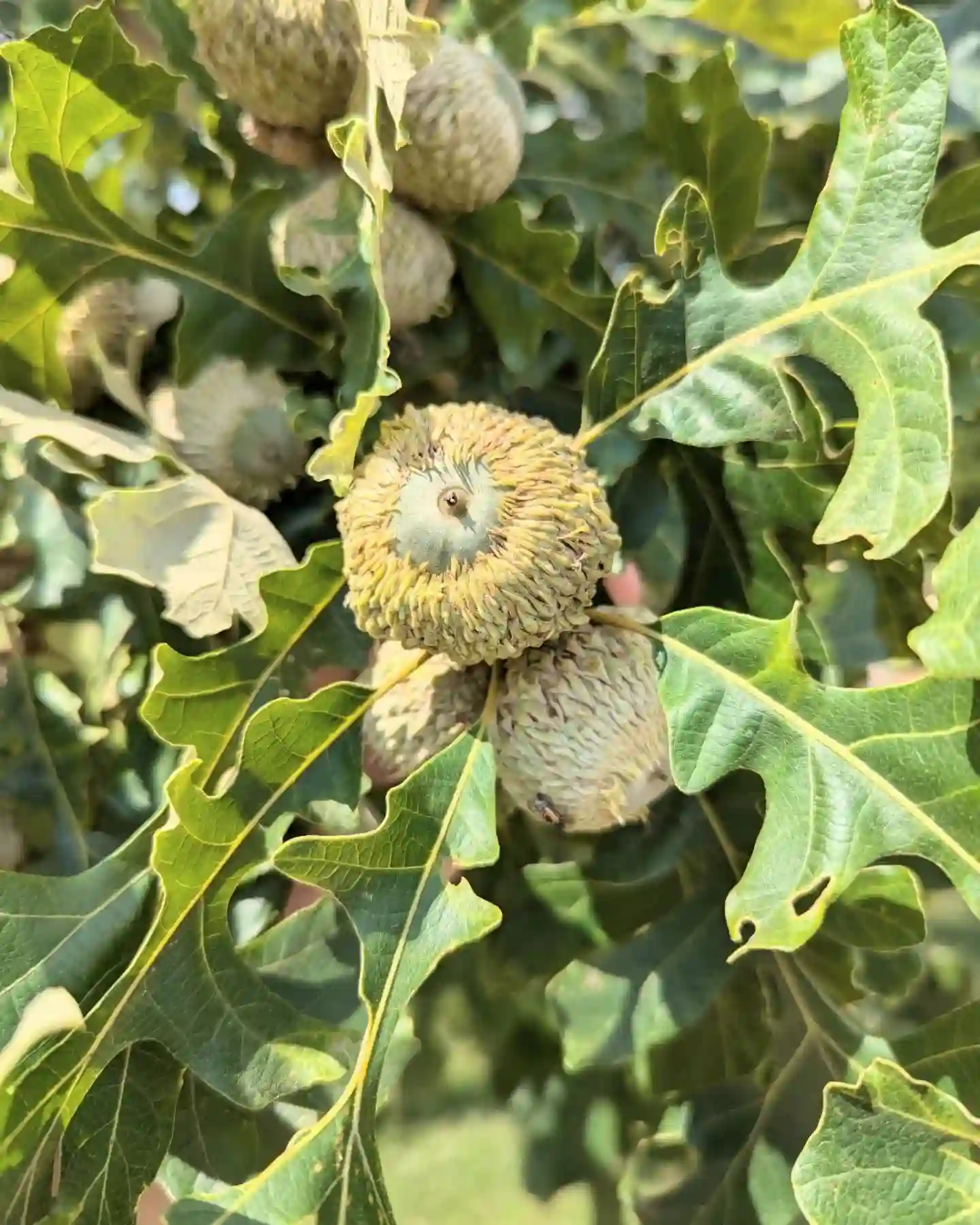 Plant FAQs: Bur Oak - Quercus Macrocarpa