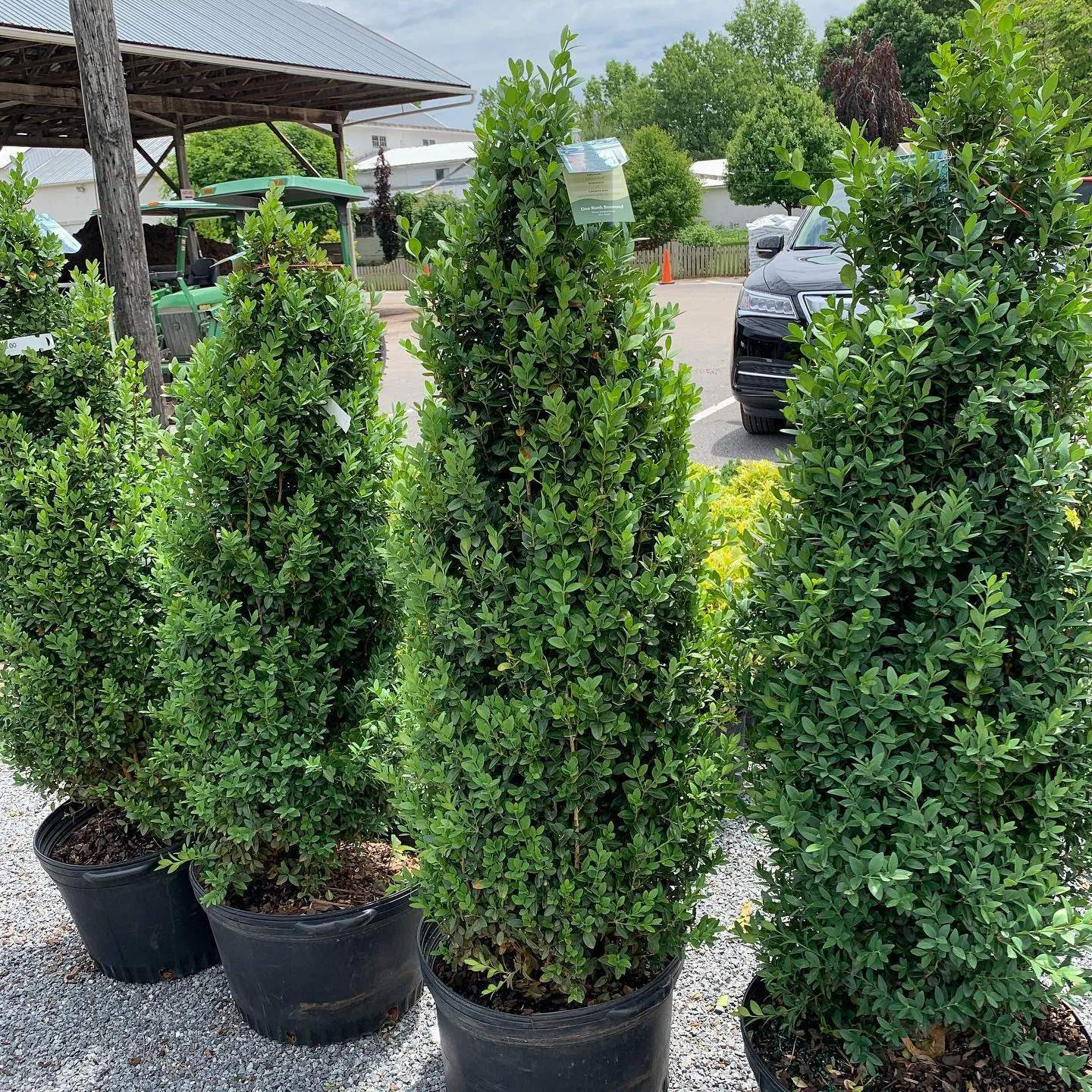 Plant FAQs: Buxus Dee Runk