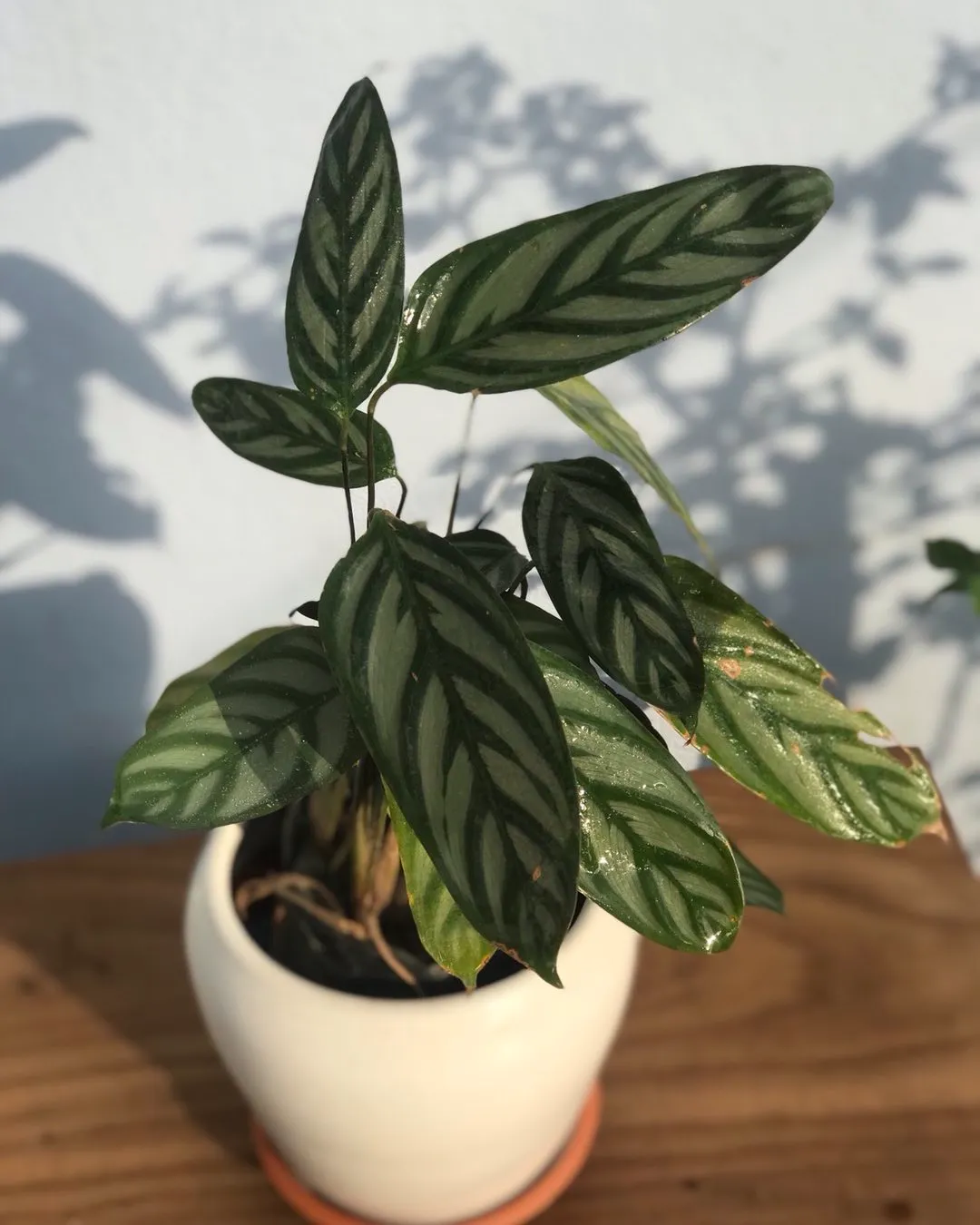 Plant FAQs: Calathea Anulque