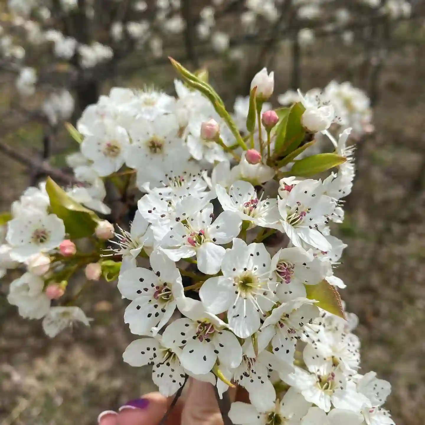 Plant FAQs: Callery Pear - Pyrus Calleryana