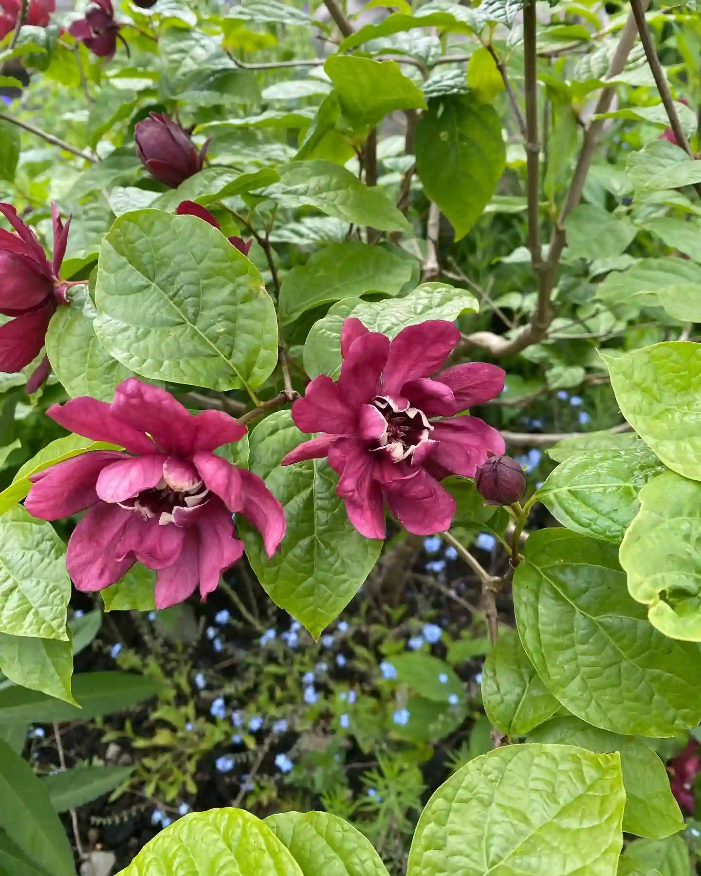 Plant FAQs: Calycanthus Floridus - Sweet Betsy Shrub