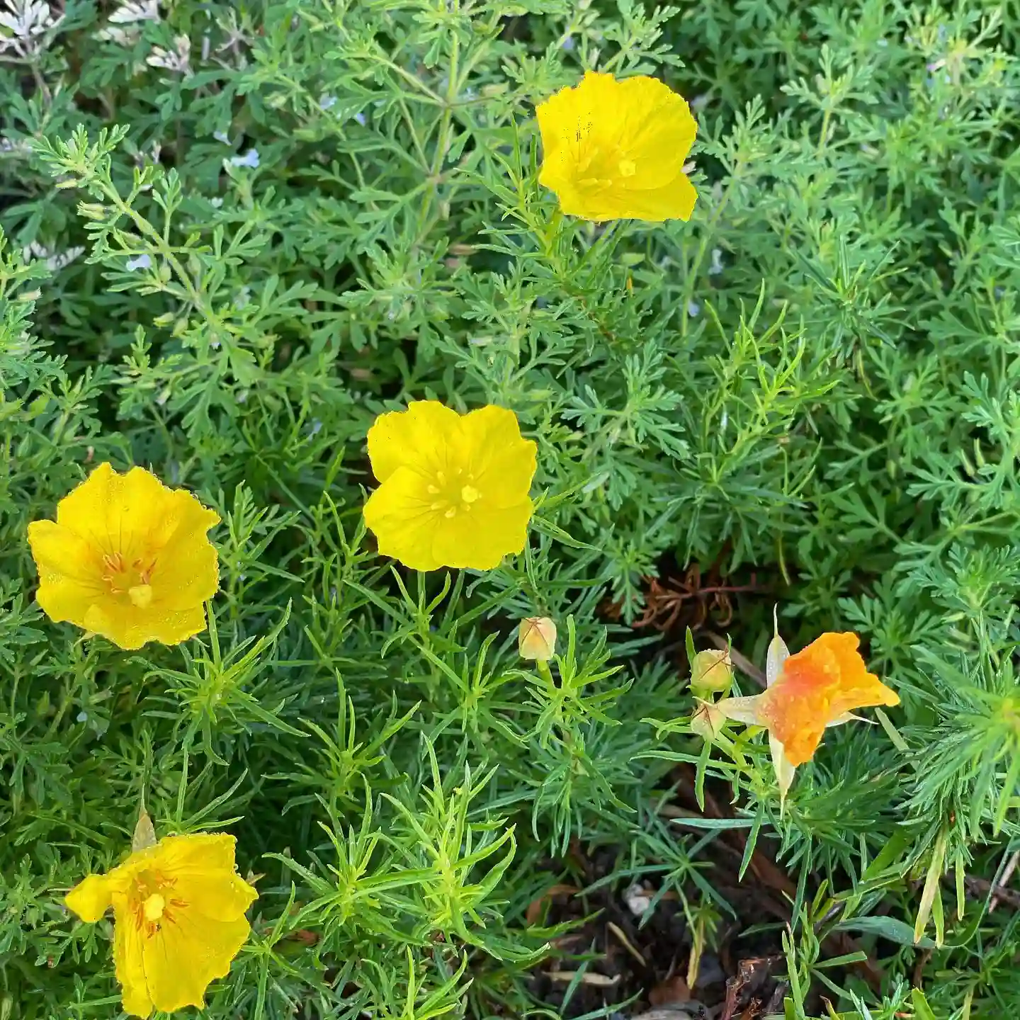 Plant FAQs: Calylophus Drummondianus - Oenothera Capillifolia subsp ...