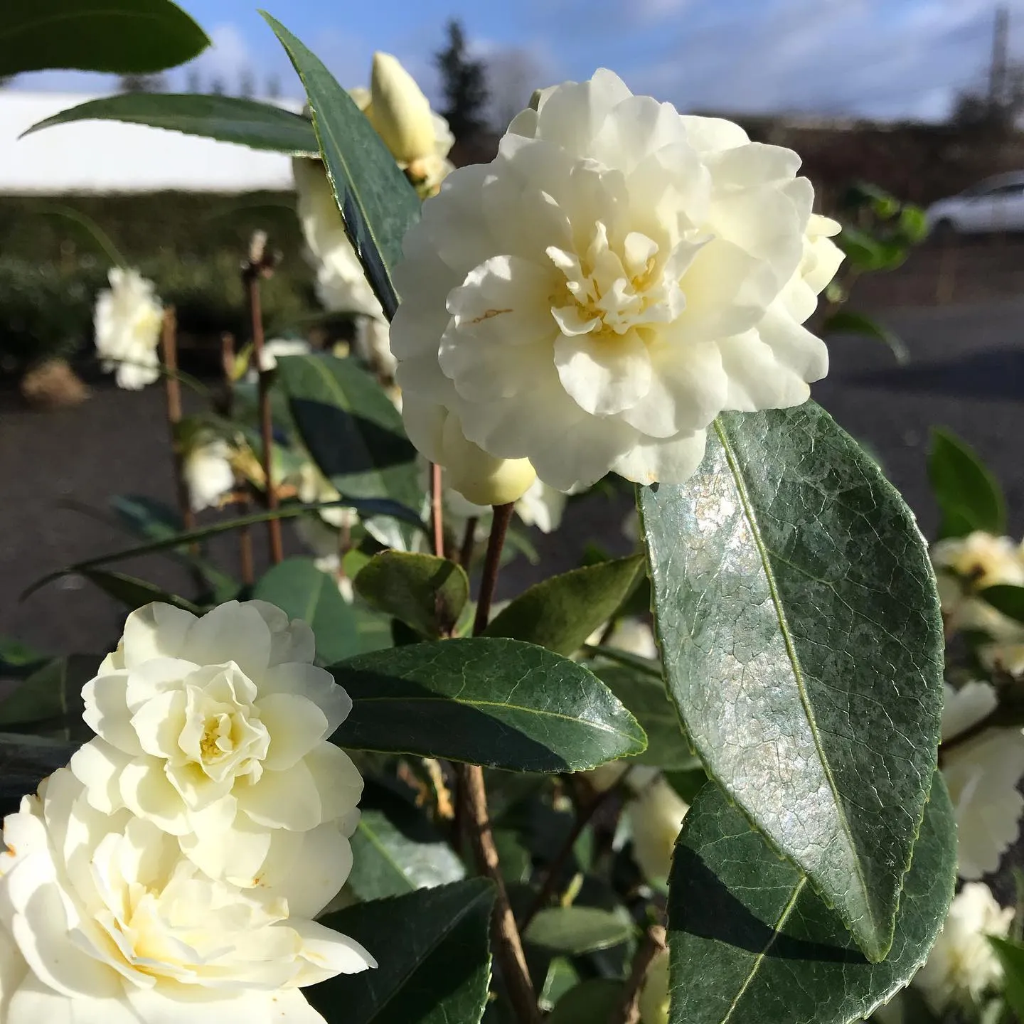 Plant FAQs: Camellia Buttermint