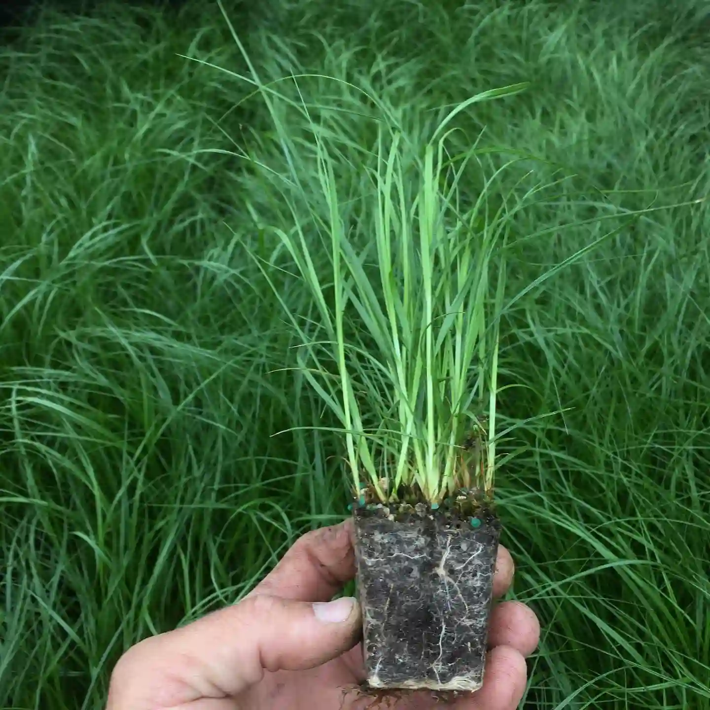 Plant FAQs: Carex Pansa - California Meadow Sedge