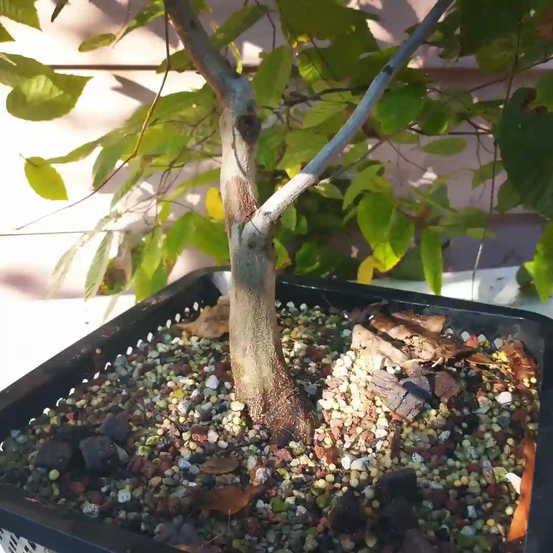 Plant FAQs: Carpinus Caroliniana - American Hornbeam