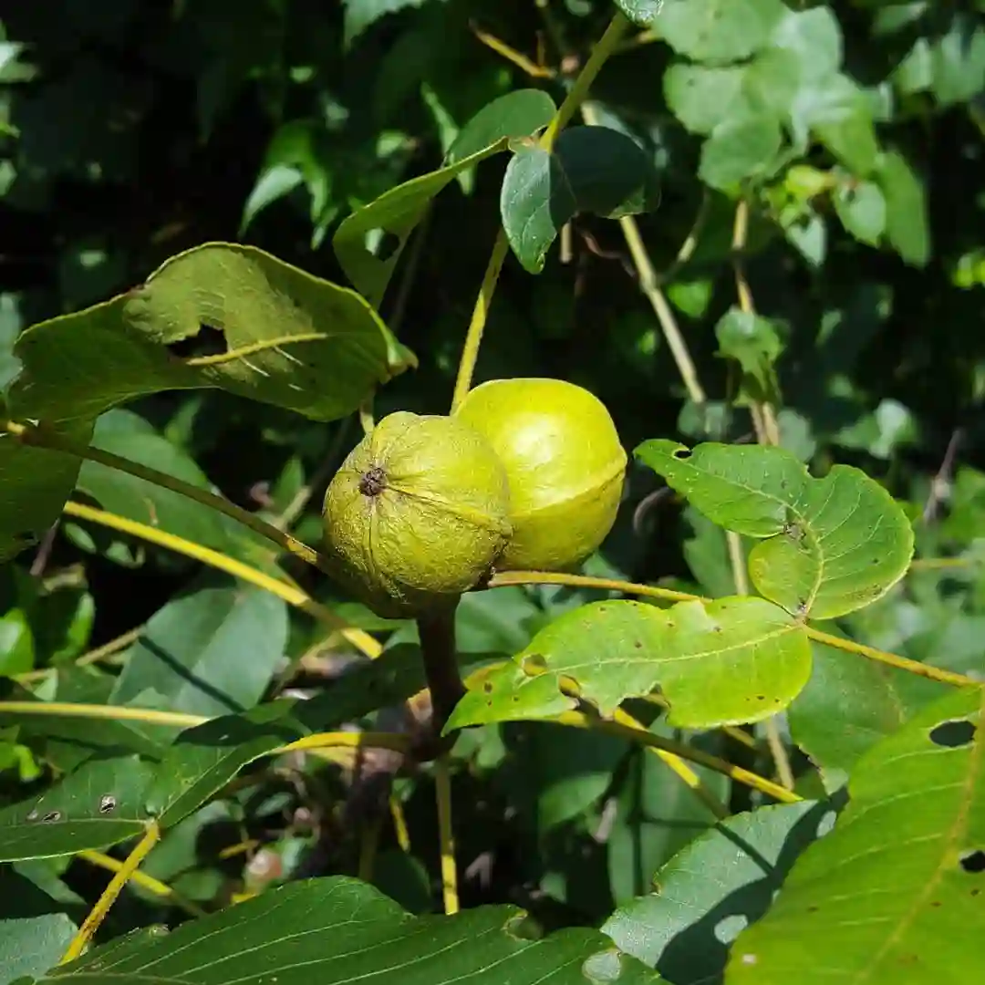 Plant FAQs: Carya Tomentosa - Mockernut Hickory