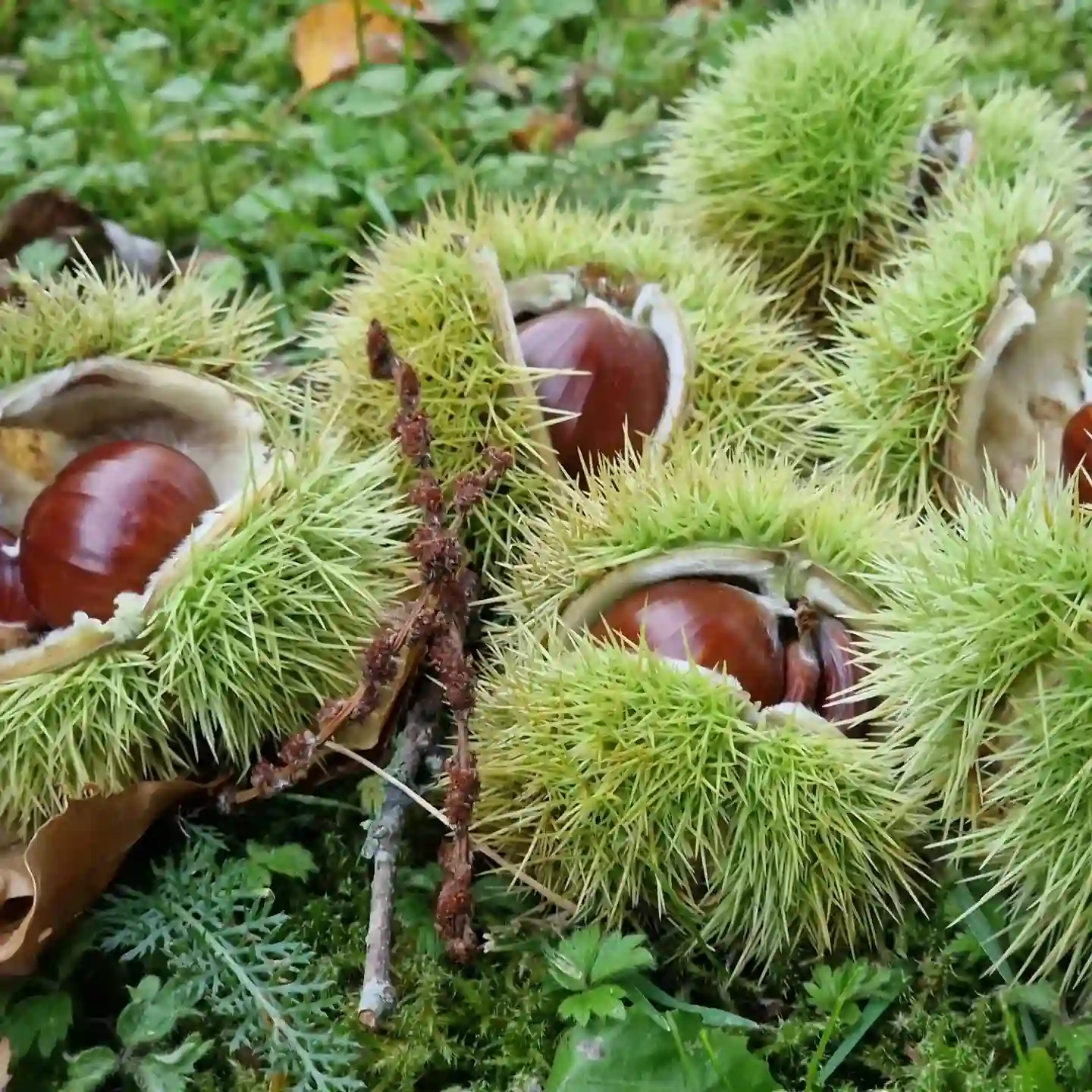 Plant FAQs: Castanea Sativa - Sweet Chestnut