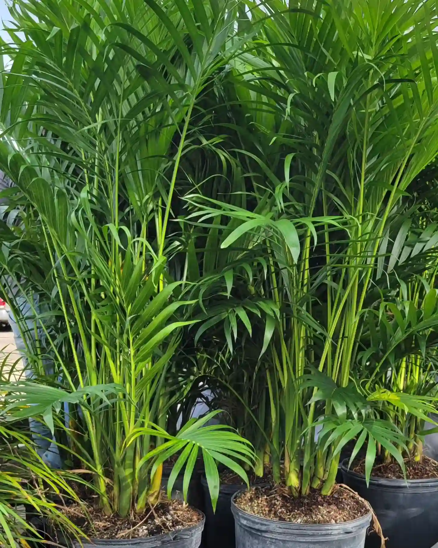 Plant FAQs: Cat Palm - Chamaedorea Cataractarum