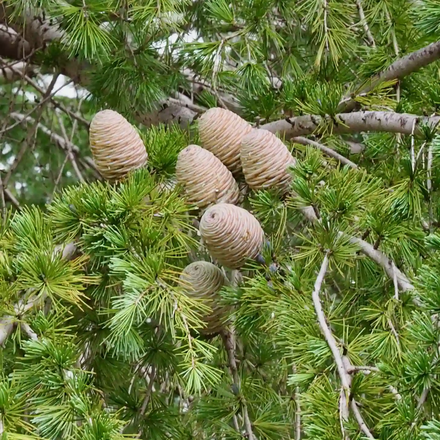 Plant FAQs: Cedrus Deodara