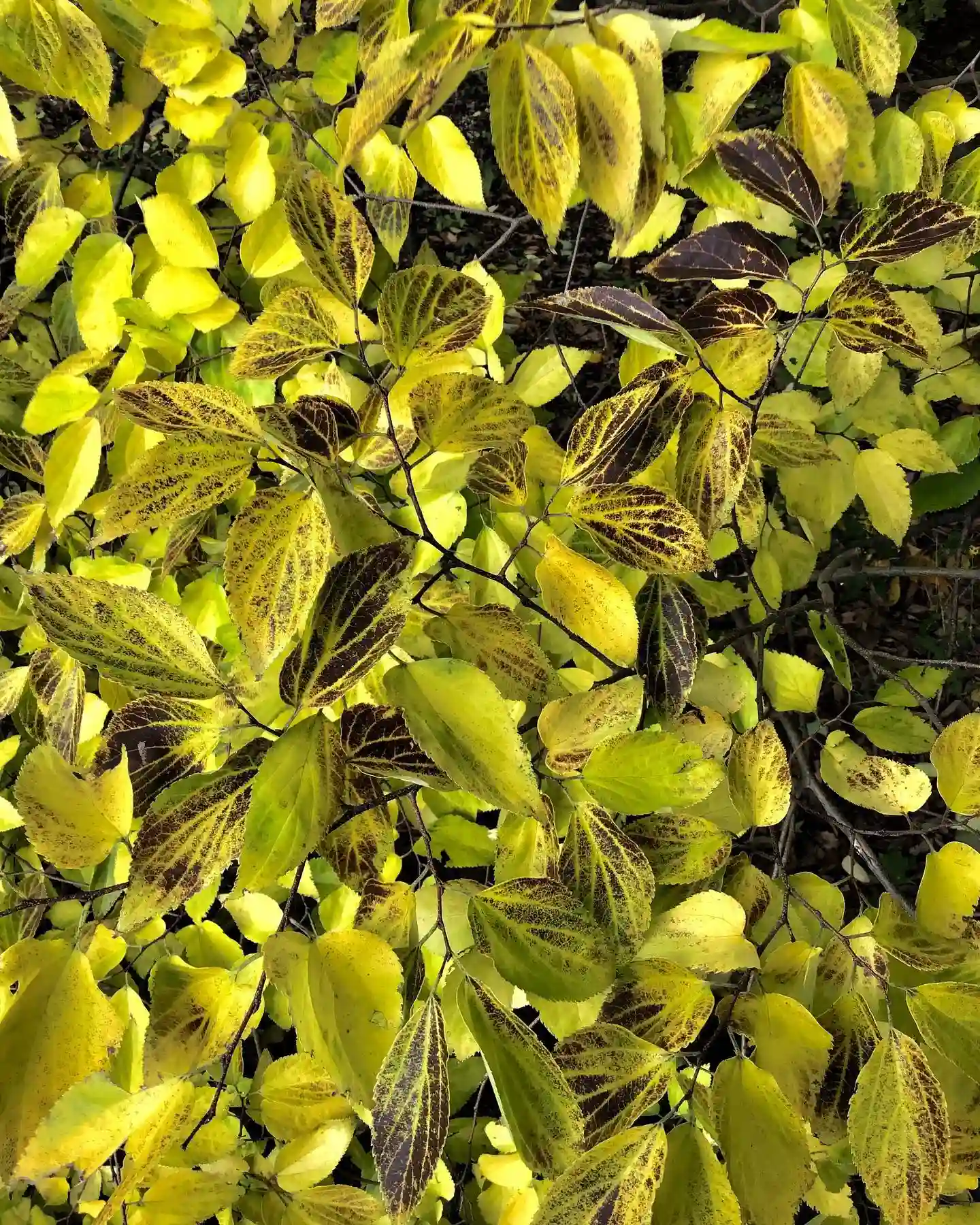 Plant FAQs: Celtis Jessoensis