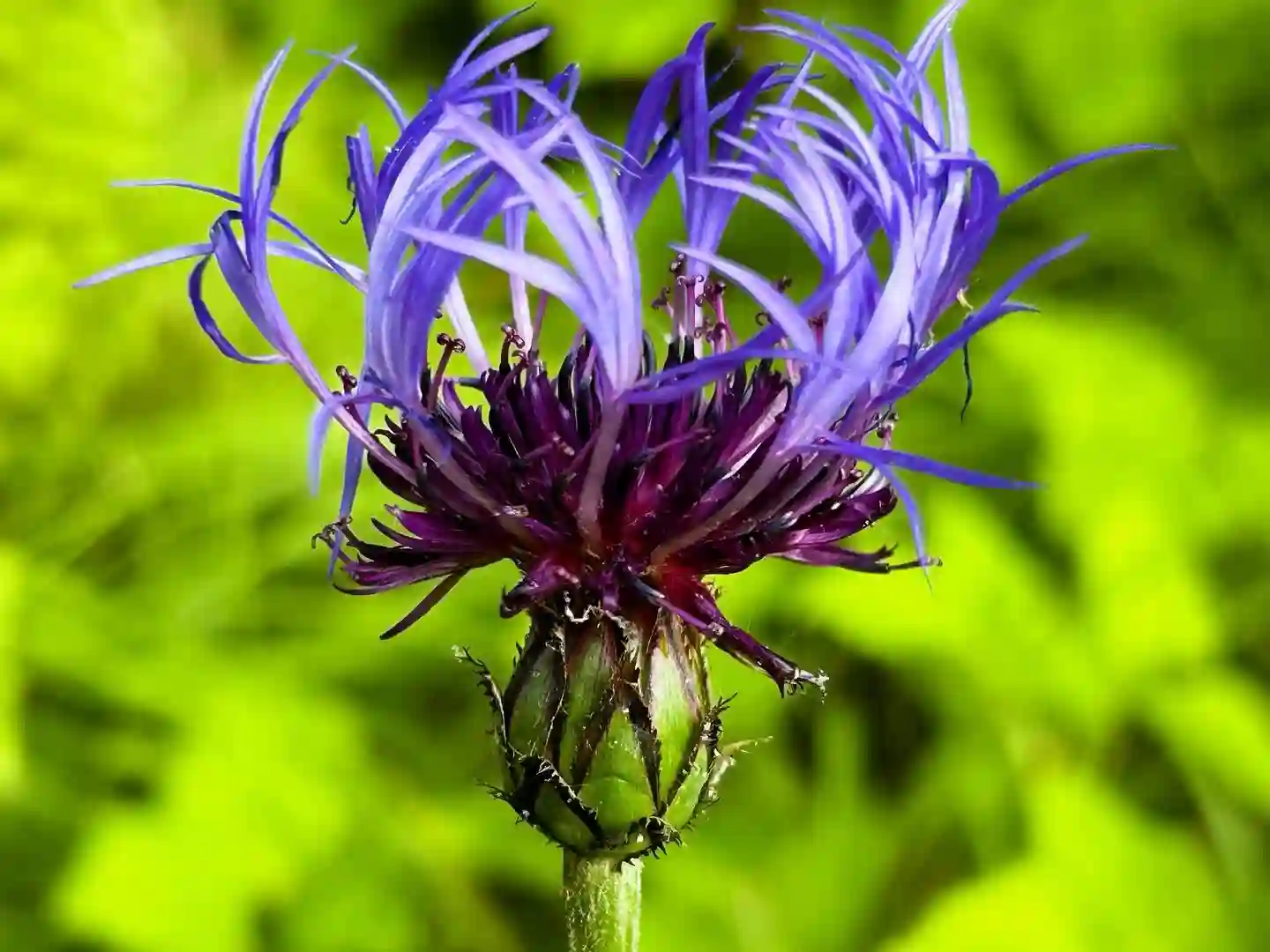 Plant FAQs: Centaurea Montana