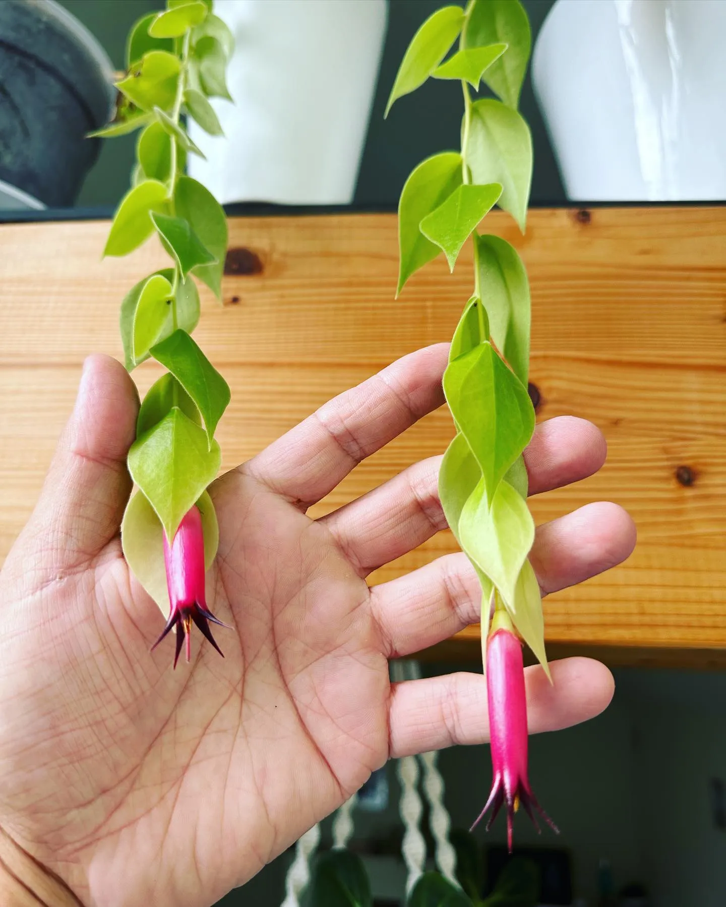 Plant FAQs: Ceratostema Pendens