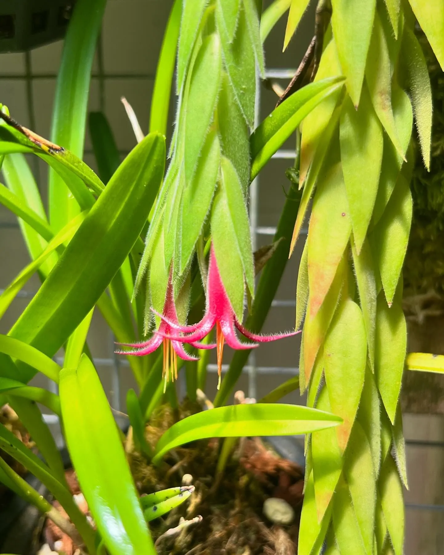 Plant FAQs: Ceratostema Rauhii