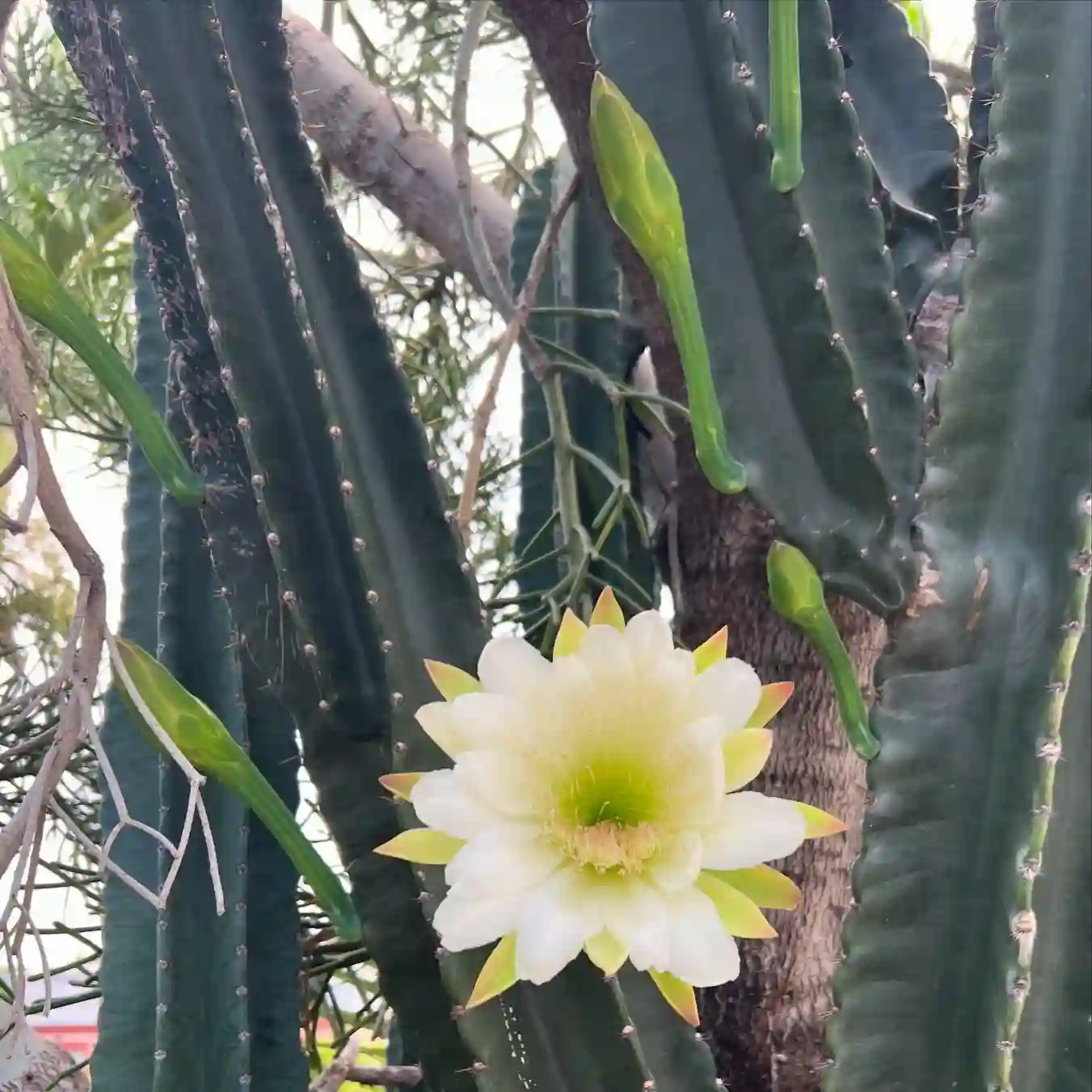 Plant FAQs: Cereus Jamacaru - Cuddly Cactus