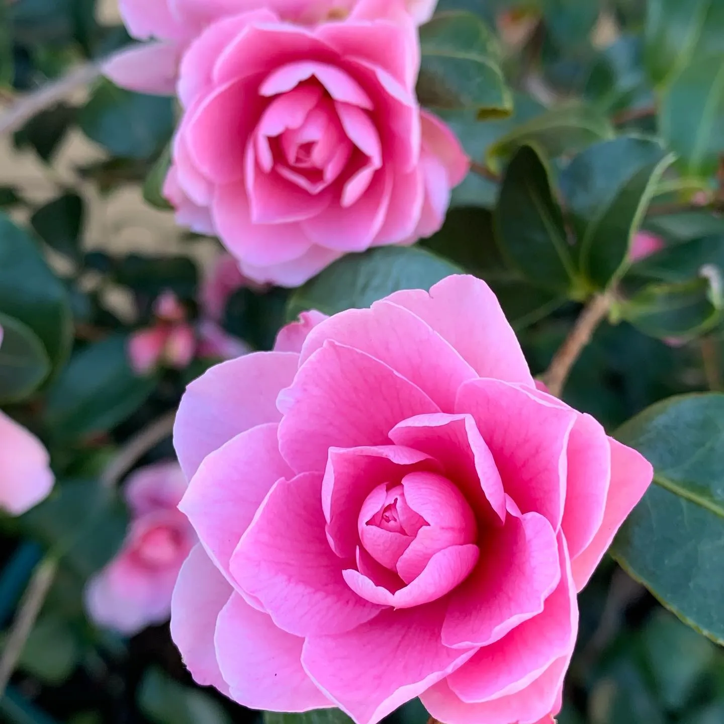 Plant FAQs: Chansonette Camellia
