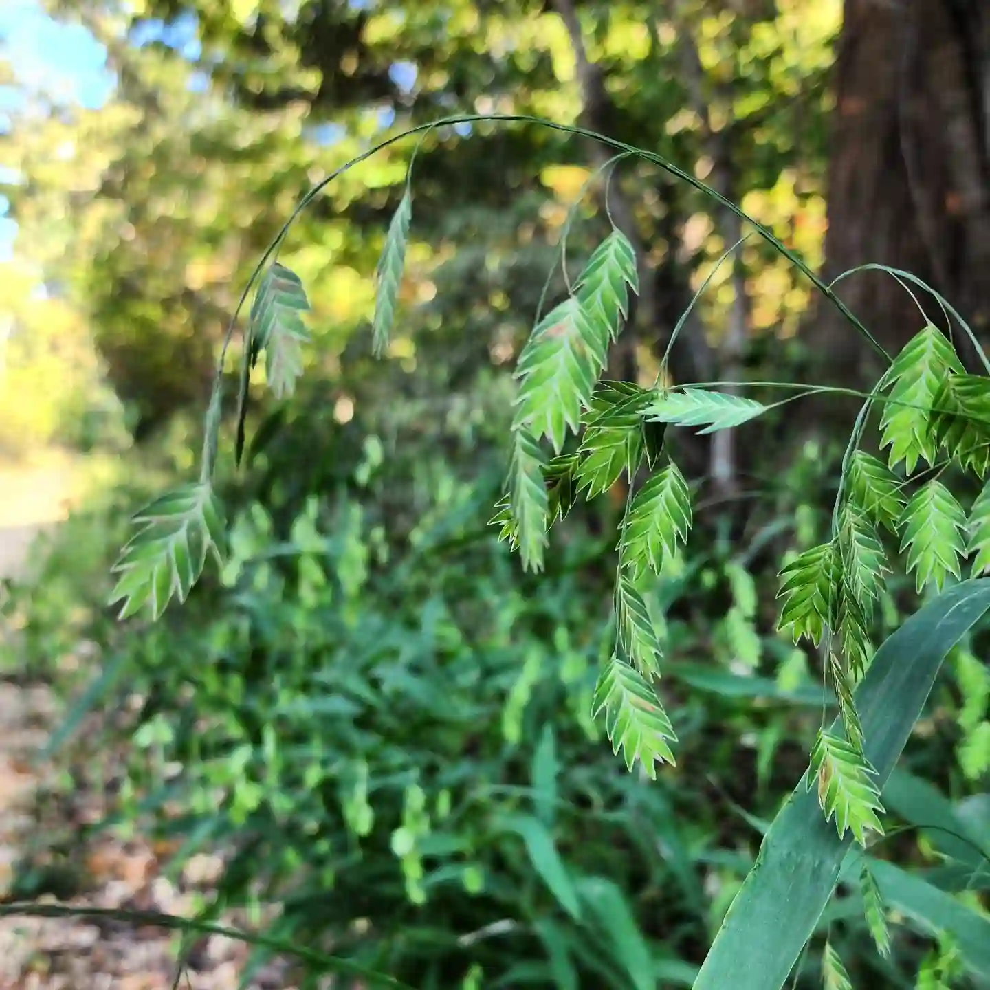 Plant FAQs: Chasmanthium Latifolium - Northern Sea Oats