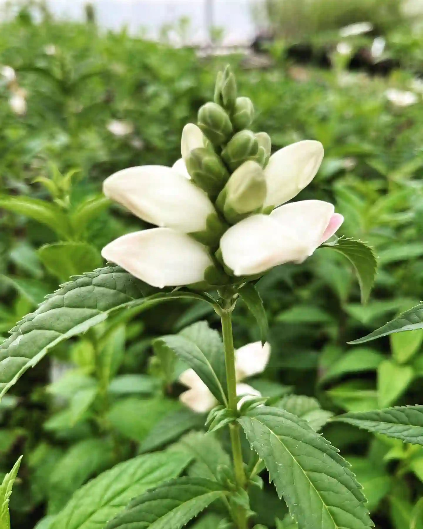 Plant FAQs: Chelone Glabra - White Turtlehead